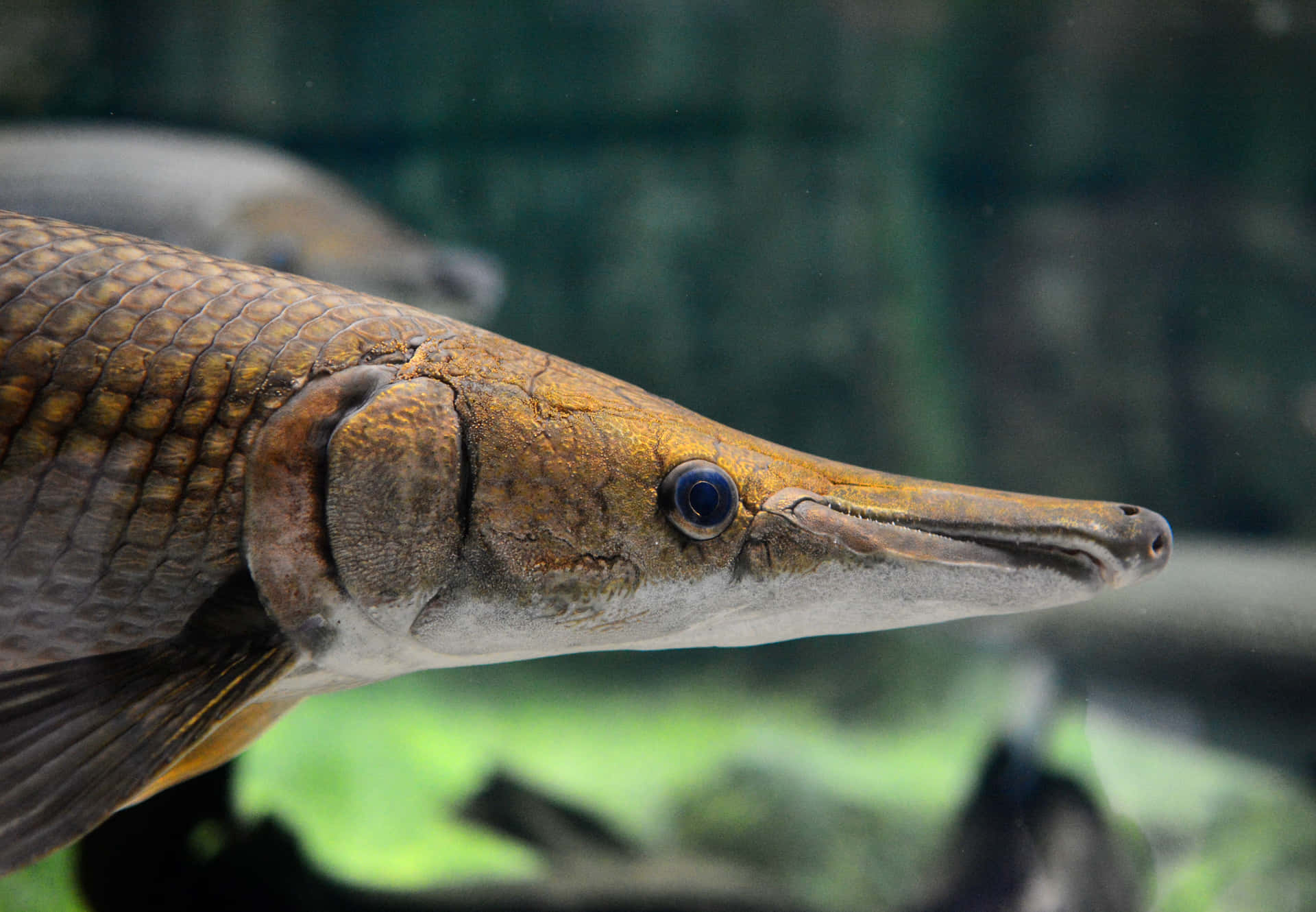 Longnose Gar Wallpapers - Wallpaper Cave