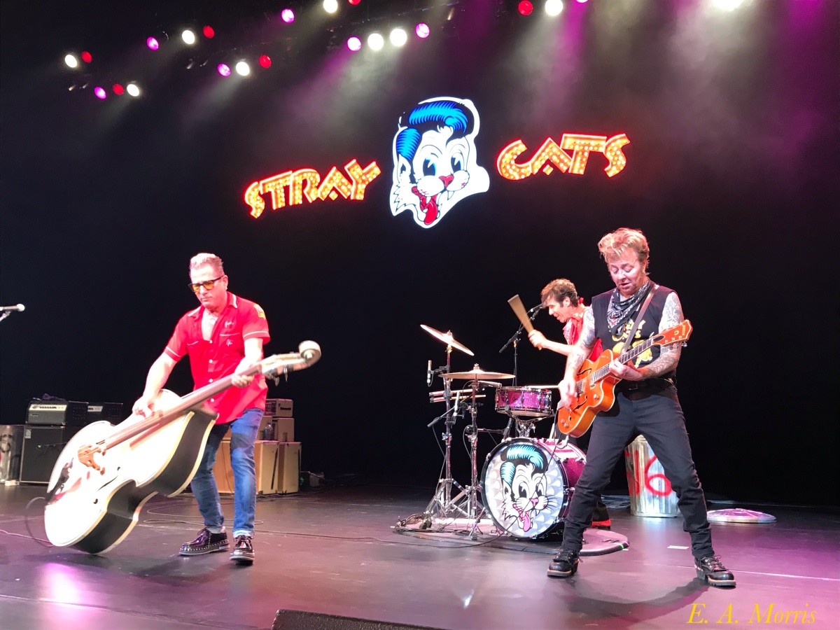 Stray Cats Wallpapers - Wallpaper Cave