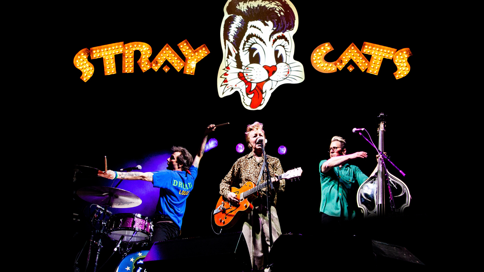 Stray Cats Wallpapers - Wallpaper Cave