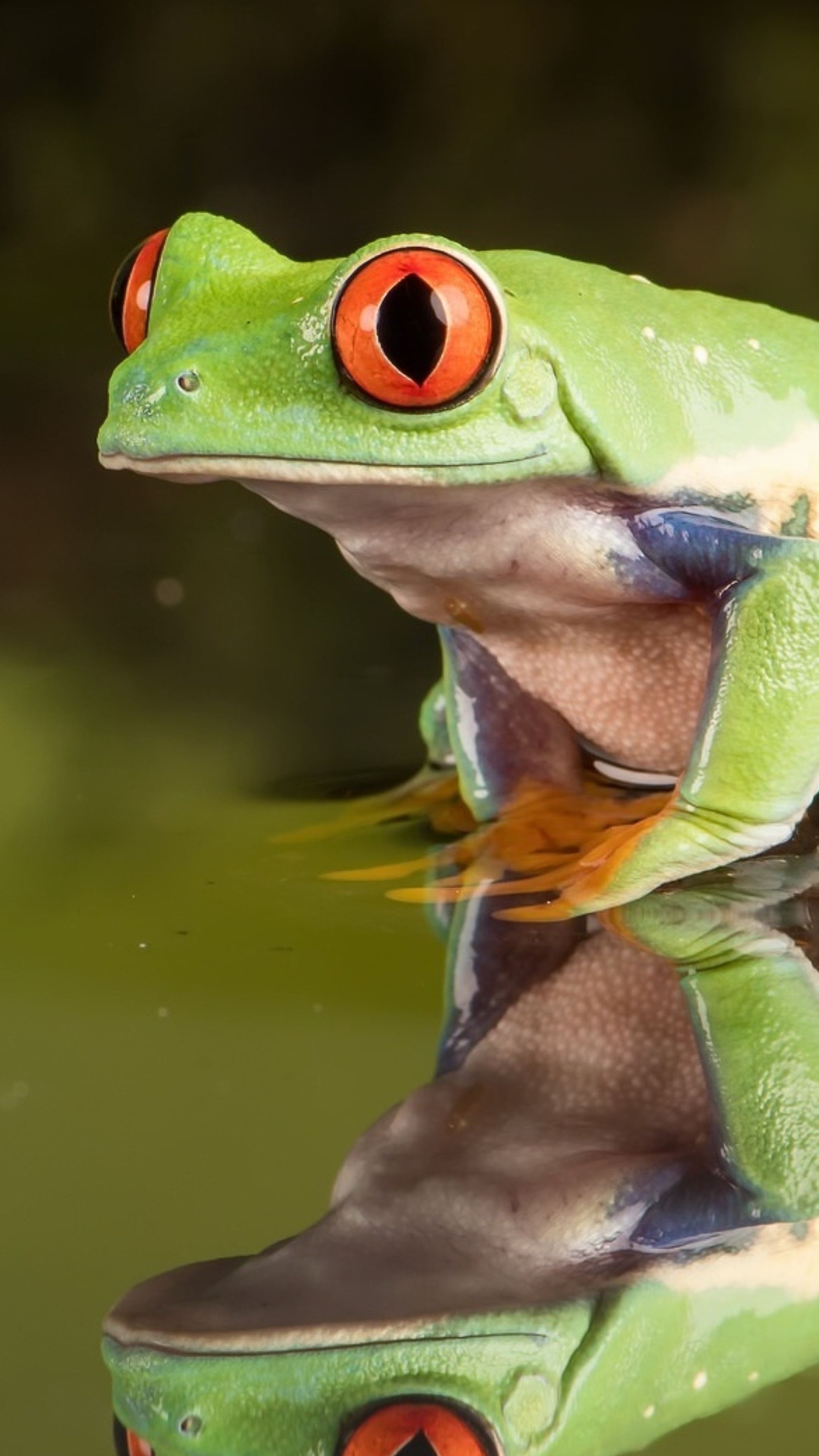 iPhone Frog Wallpapers - Wallpaper Cave