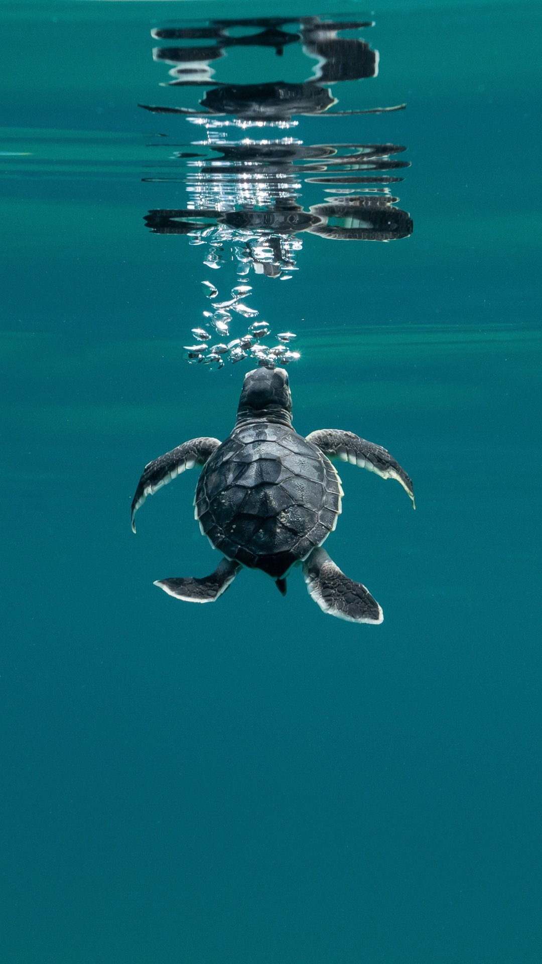 Turtle Wallpapers - Wallpaper Cave