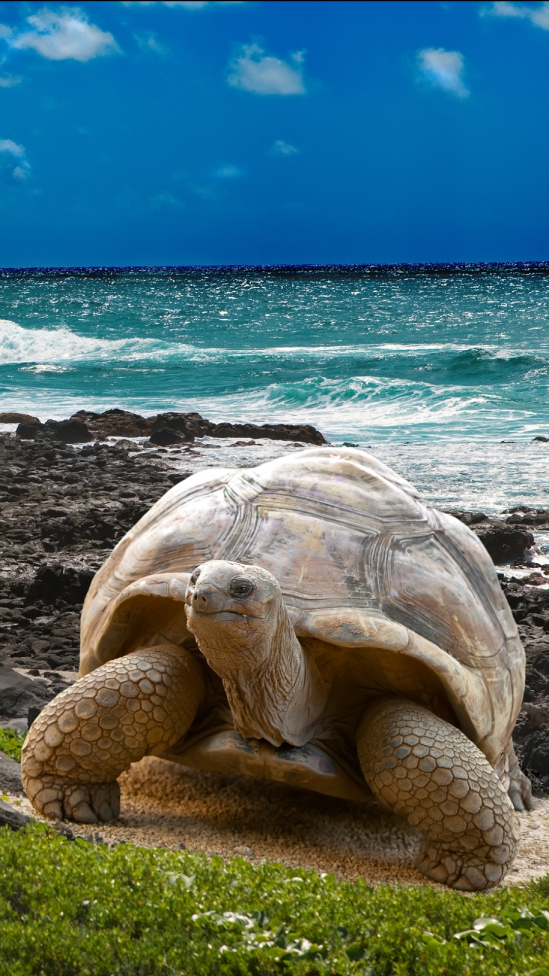 Tortoise iPhone Wallpapers - Wallpaper Cave