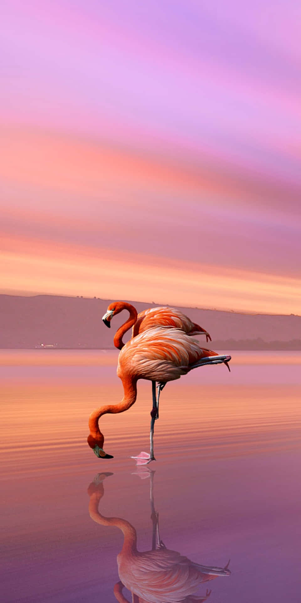 iPhone Flamingo Wallpapers - Wallpaper Cave