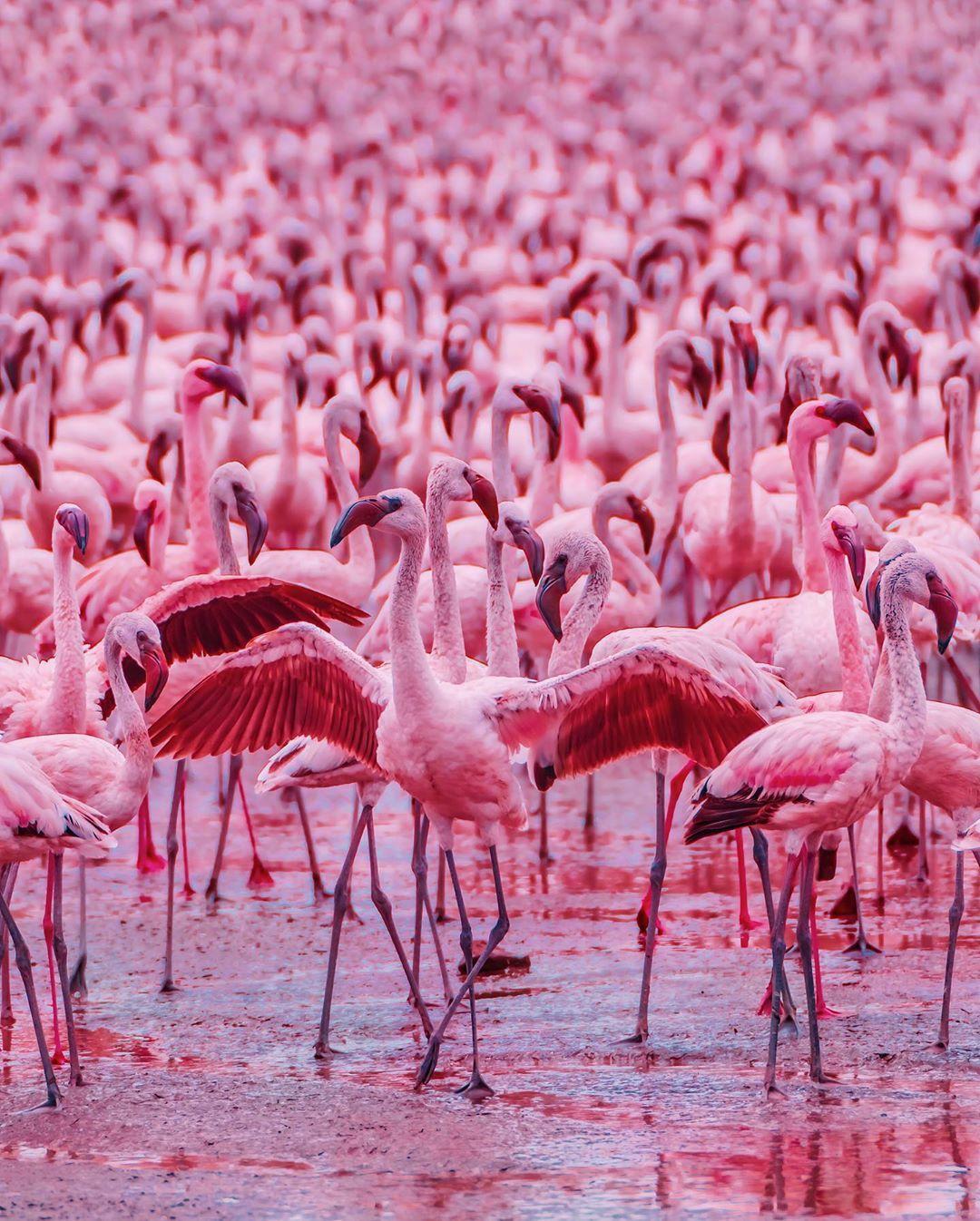 iPhone Flamingo Wallpapers - Wallpaper Cave
