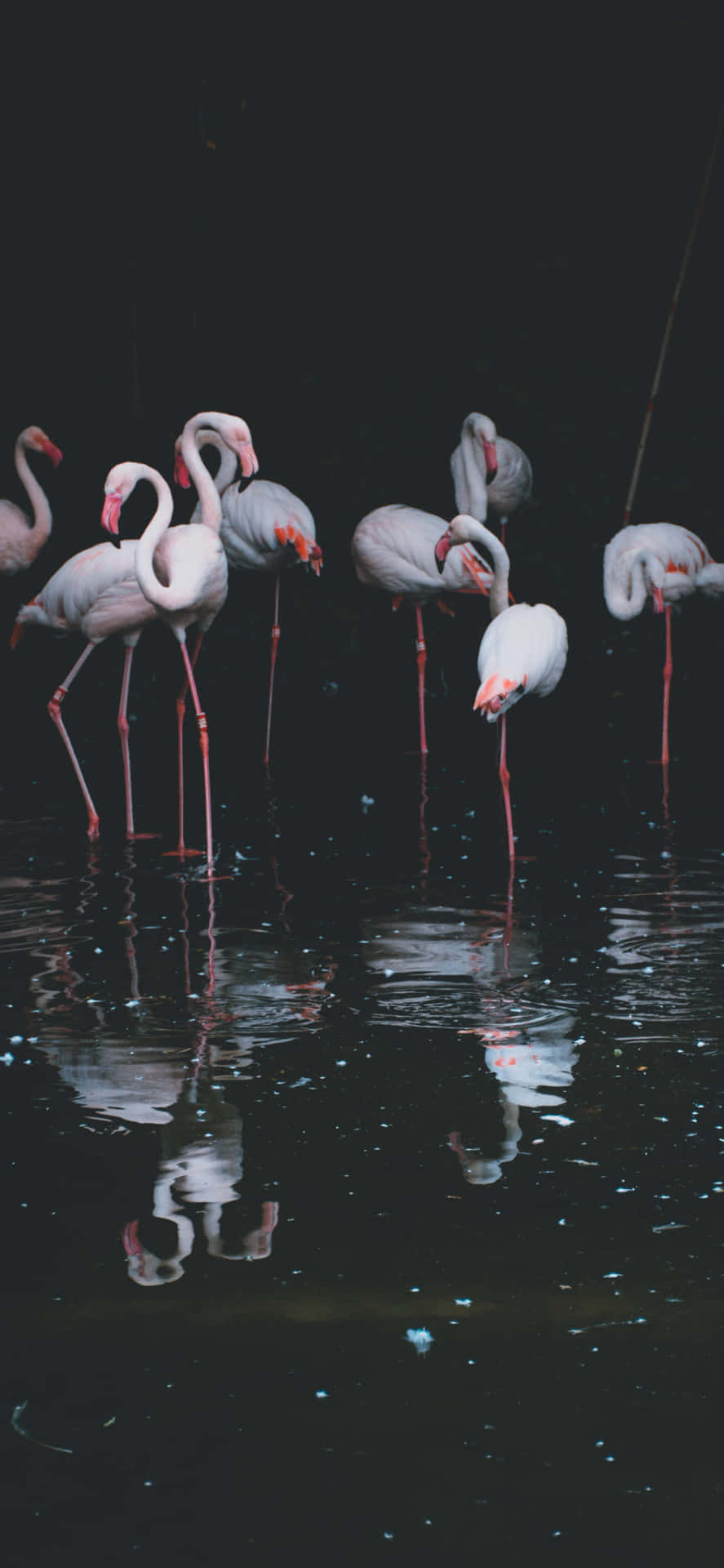 iPhone Flamingo Wallpapers - Wallpaper Cave