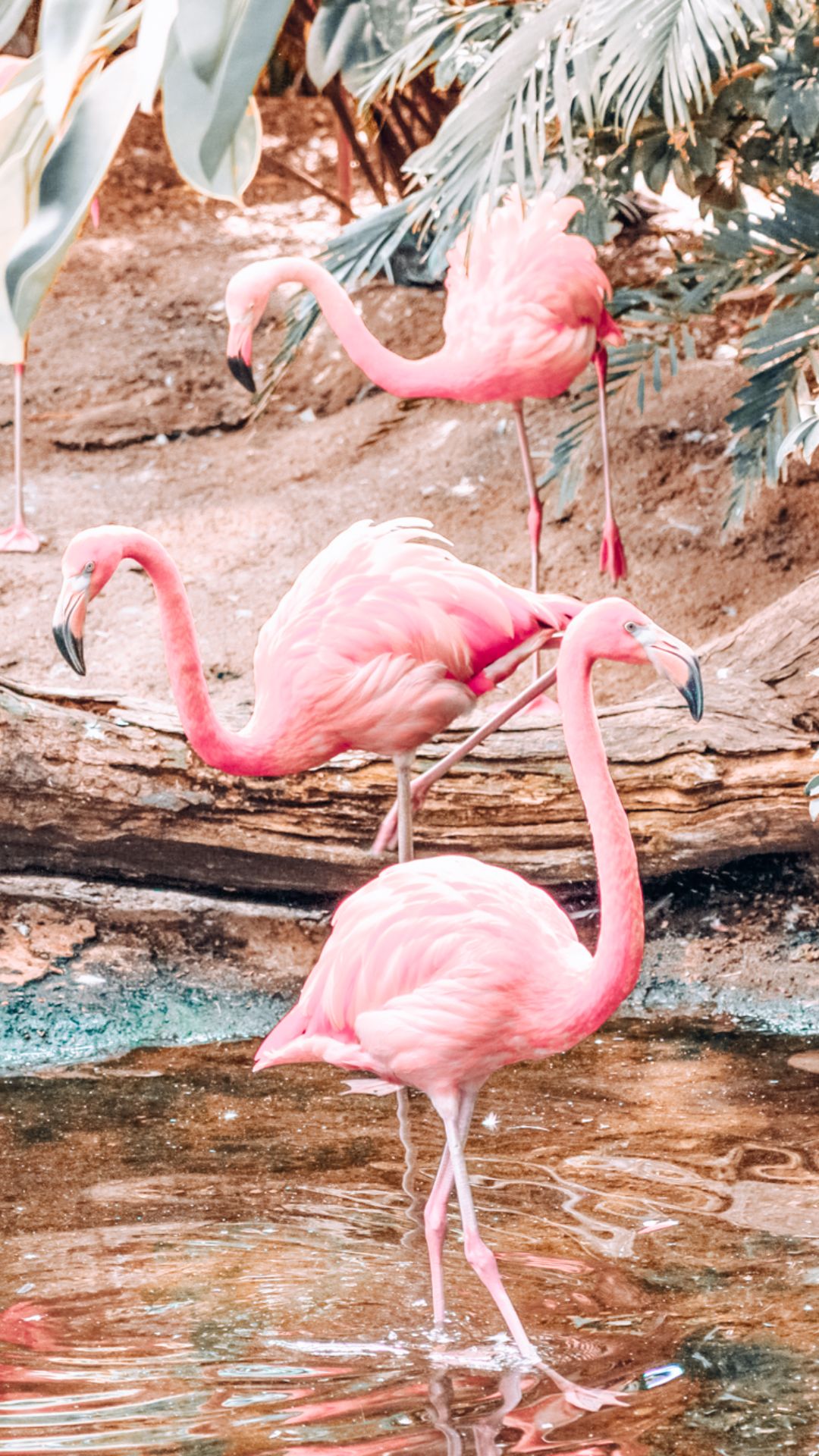 iPhone Flamingo Wallpapers - Wallpaper Cave