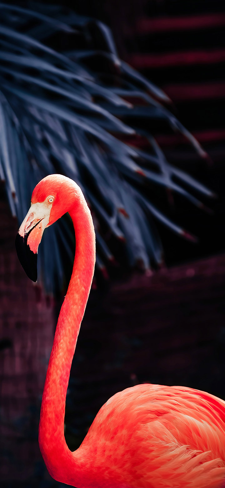 iPhone Flamingo Wallpapers - Wallpaper Cave