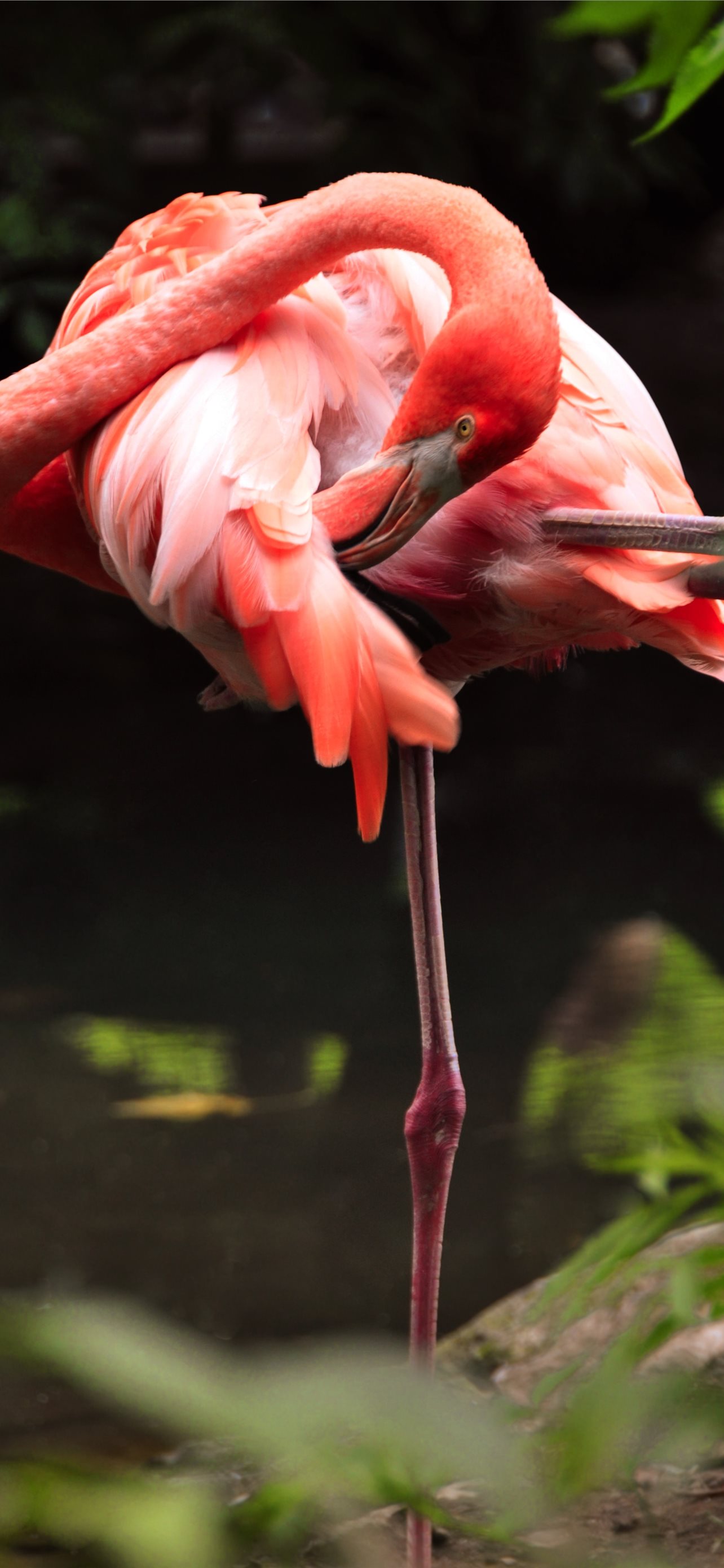 iPhone Flamingo Wallpapers - Wallpaper Cave
