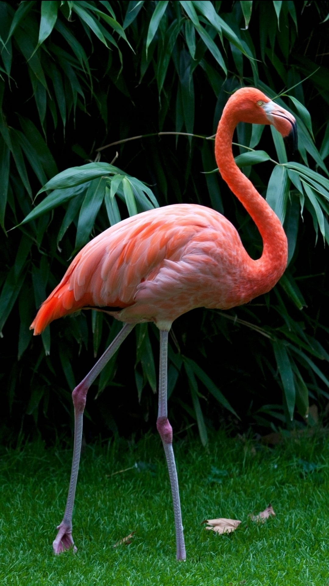iPhone Flamingo Wallpapers - Wallpaper Cave