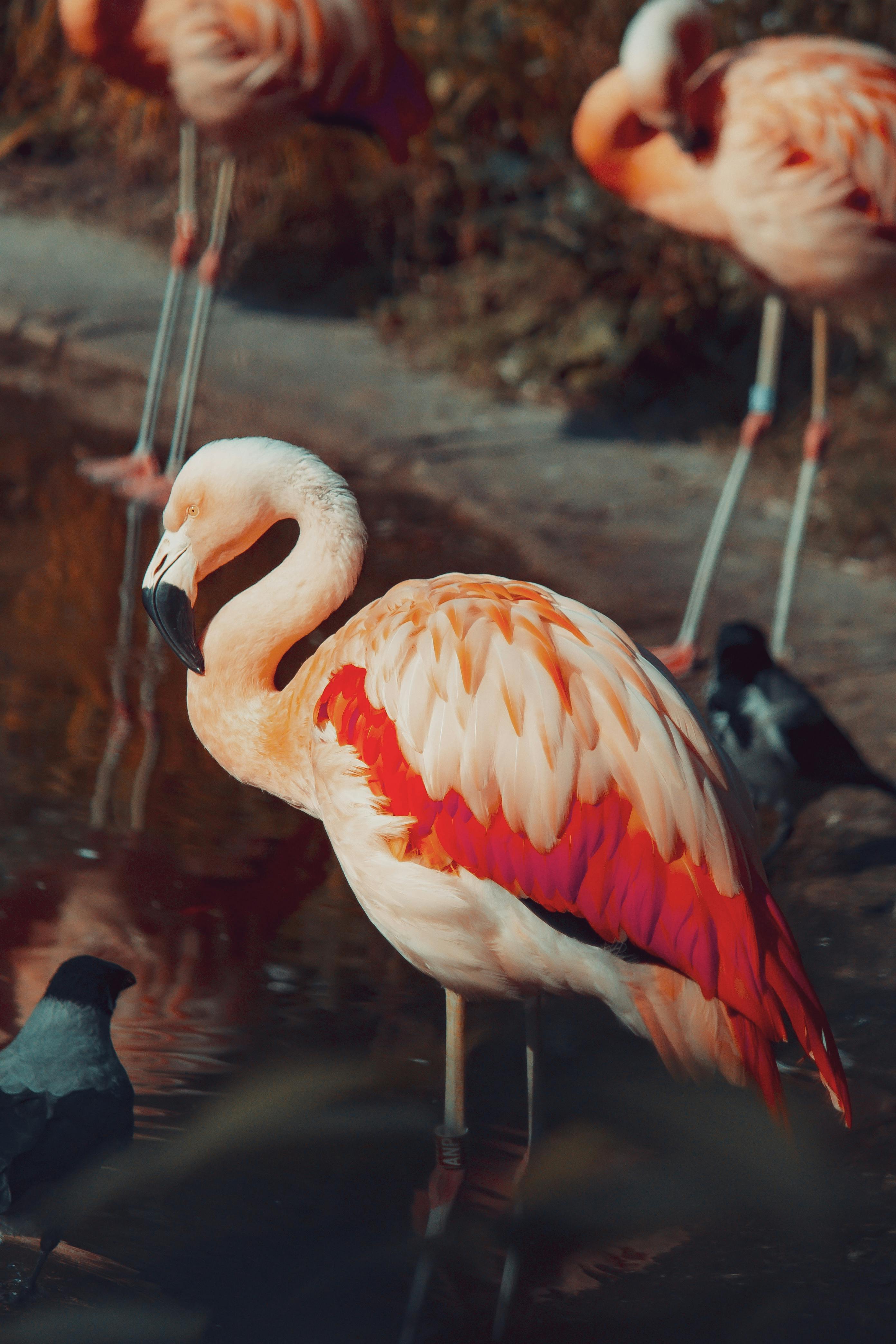 iPhone Flamingo Wallpapers - Wallpaper Cave