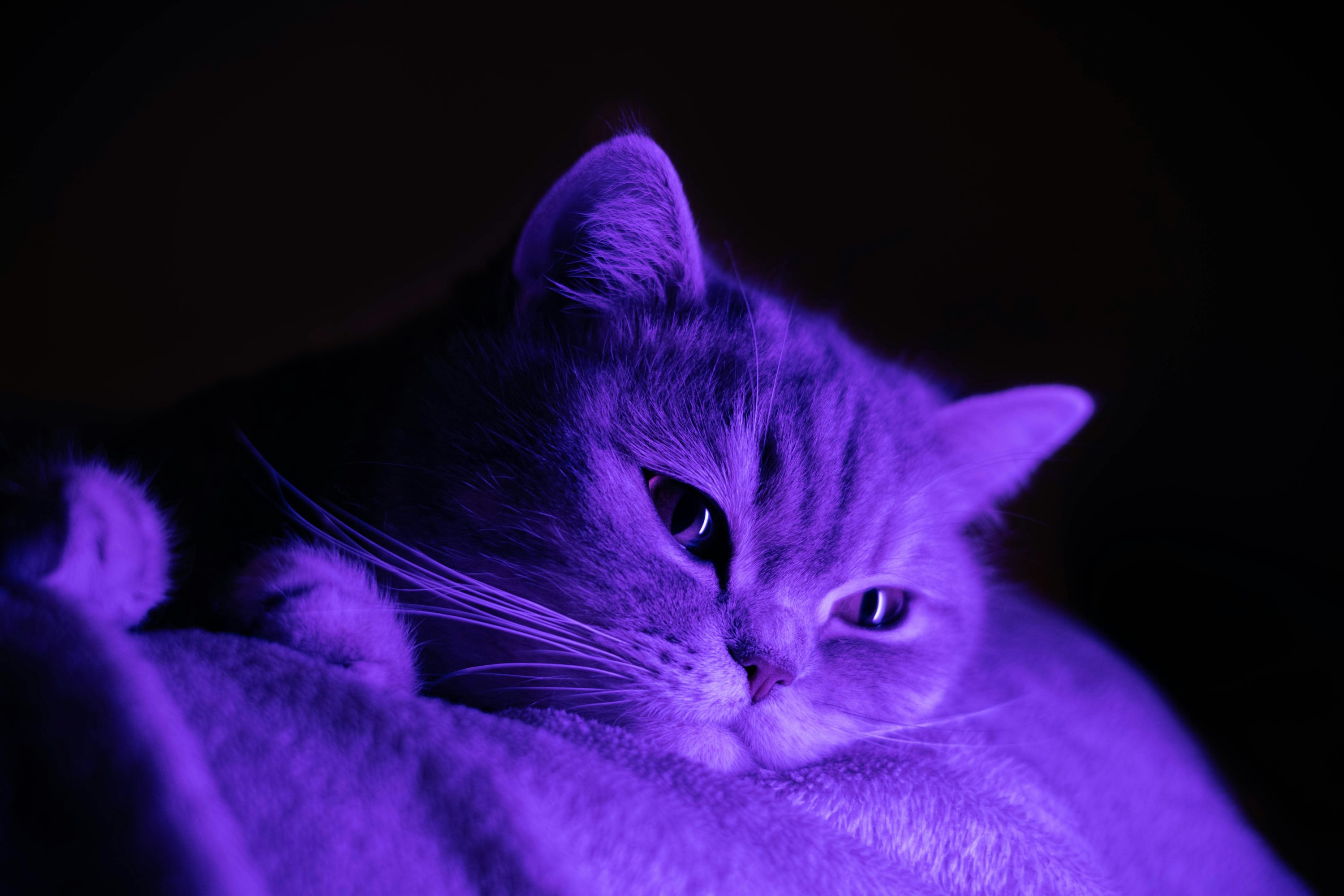 Purple Kitten Wallpapers - Wallpaper Cave