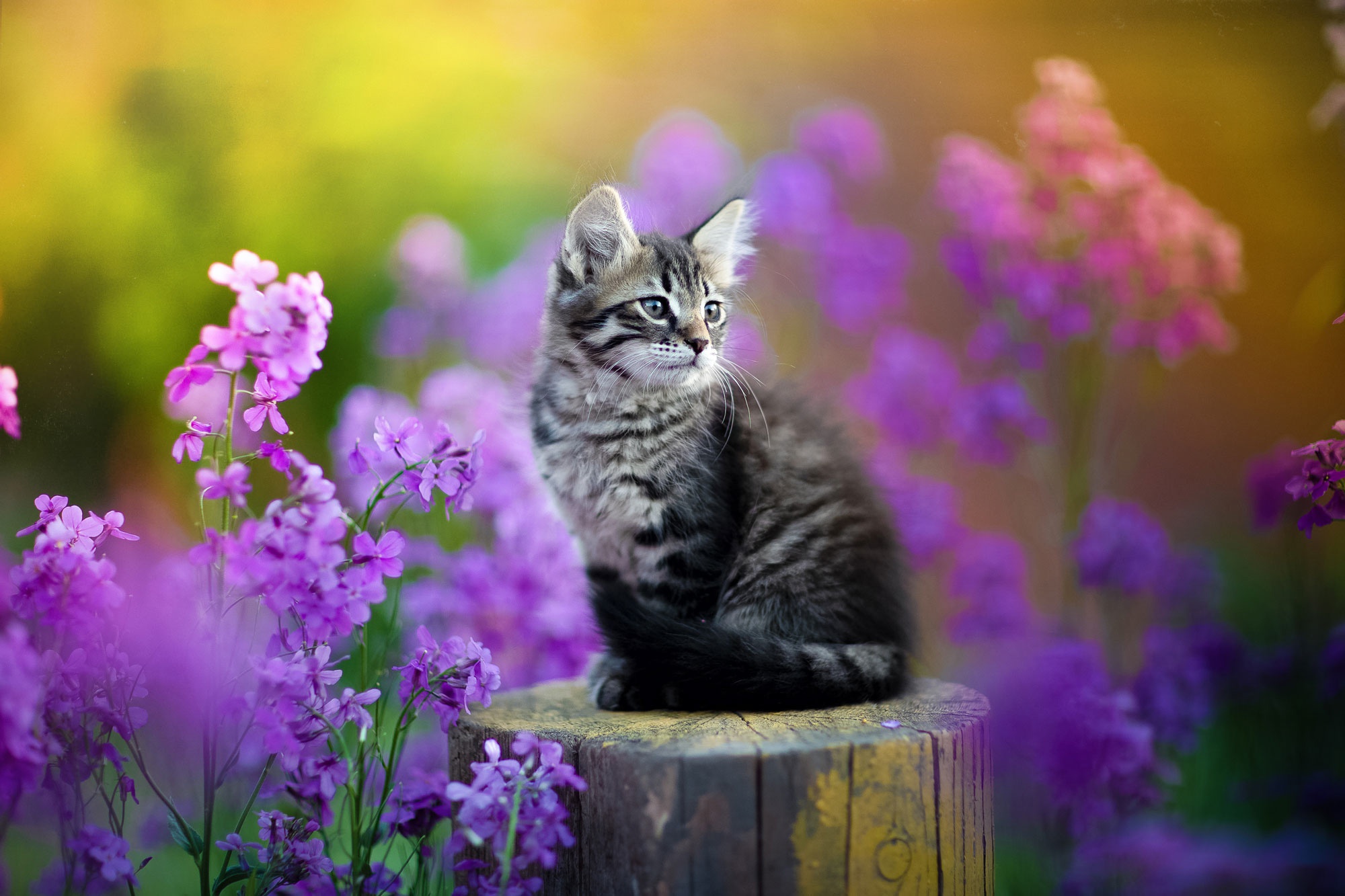 Purple Kitten Wallpapers - Wallpaper Cave