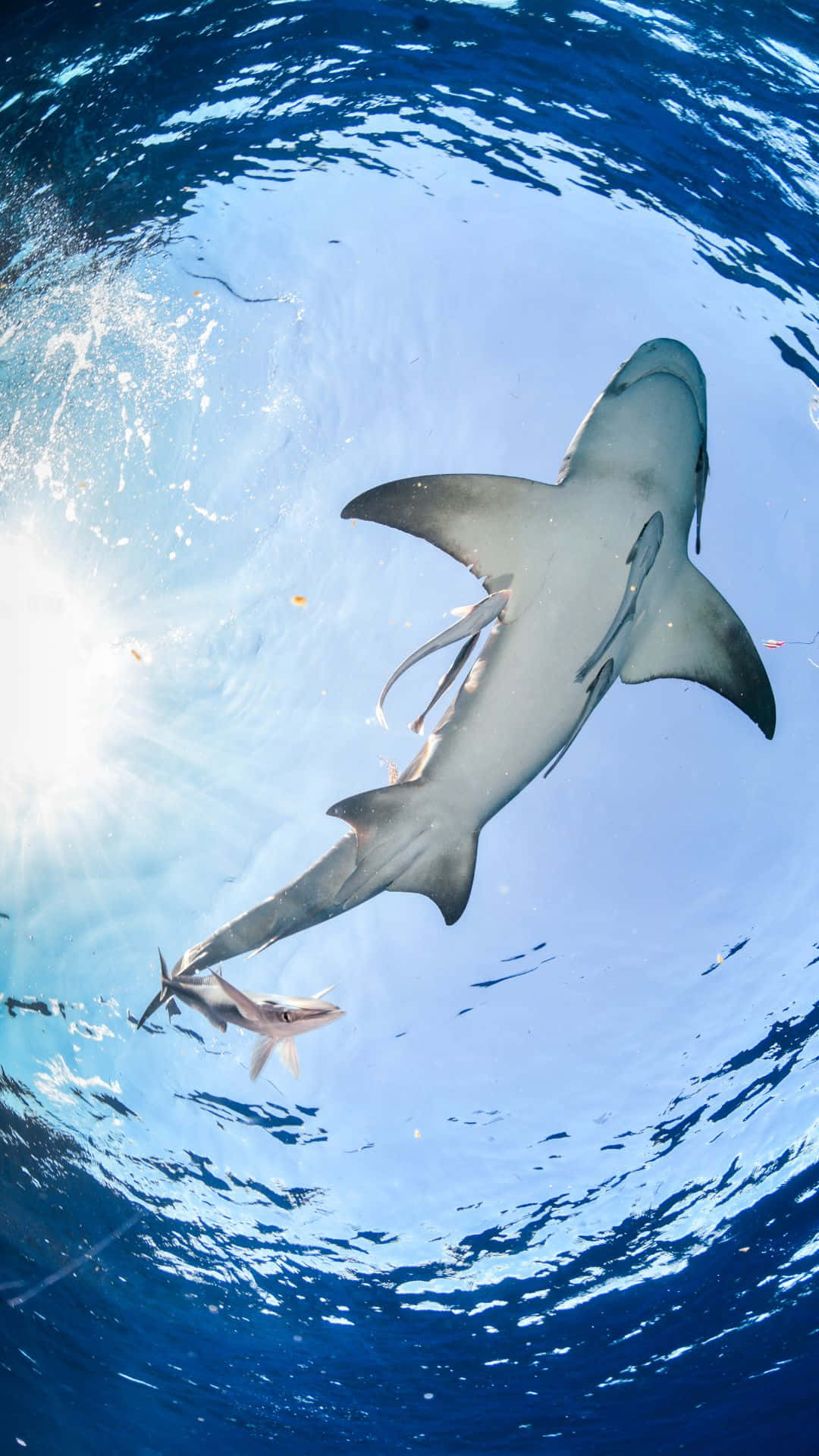 Aesthetic Shark Wallpapers - Wallpaper Cave