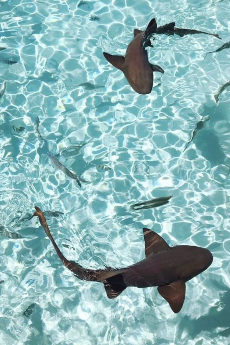 Aesthetic Shark Wallpapers - Wallpaper Cave