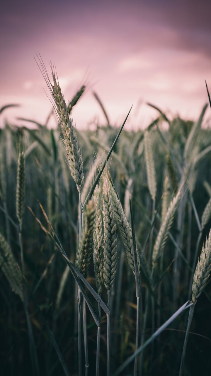 Farming Phone Wallpapers - Wallpaper Cave