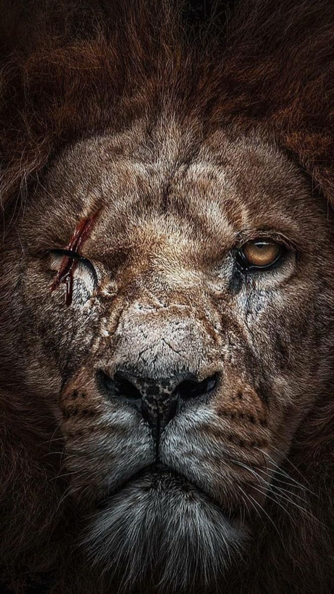 Injured Lion Wallpapers - Wallpaper Cave