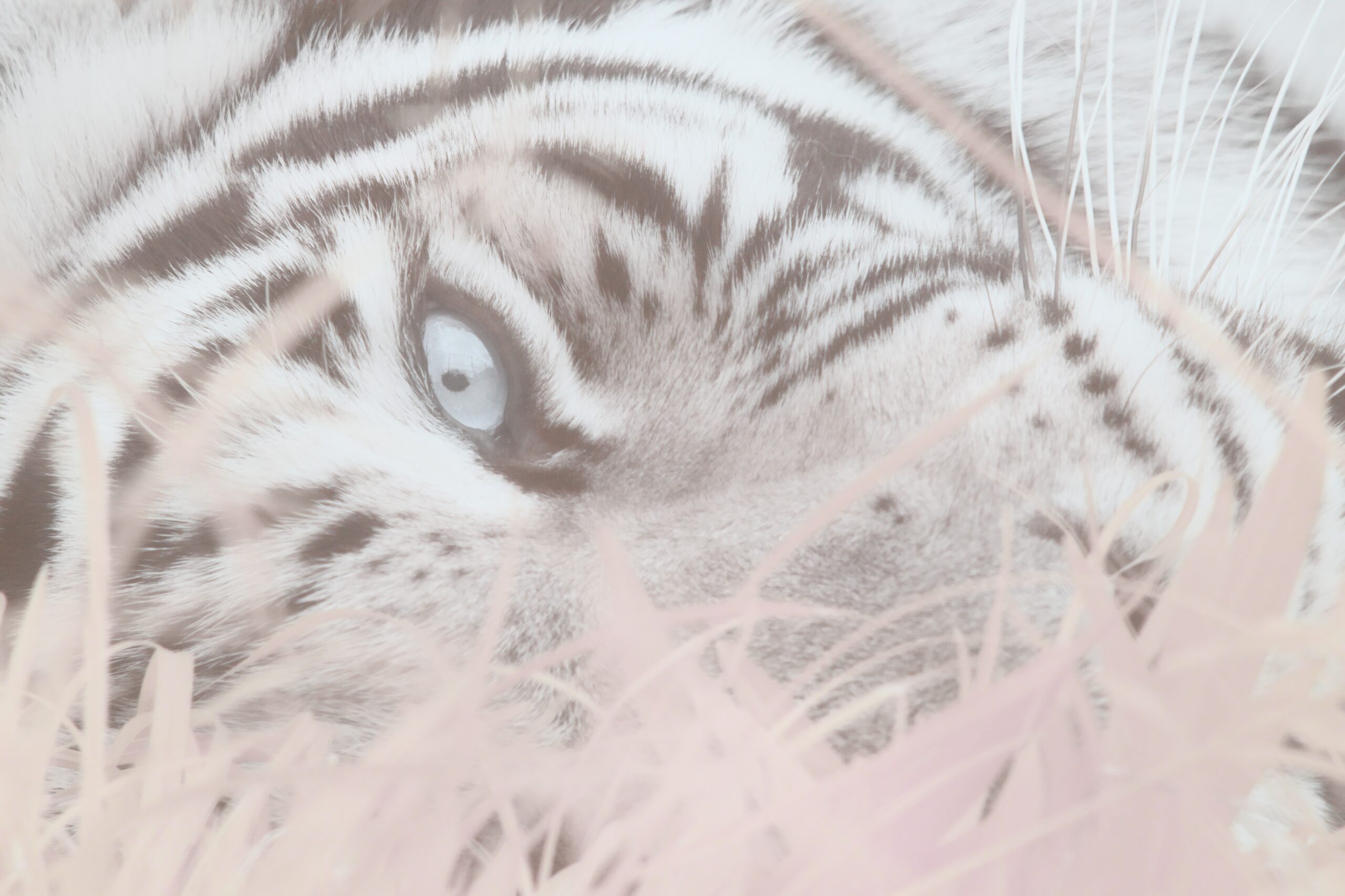 Infrared Wallpapers - Wallpaper Cave