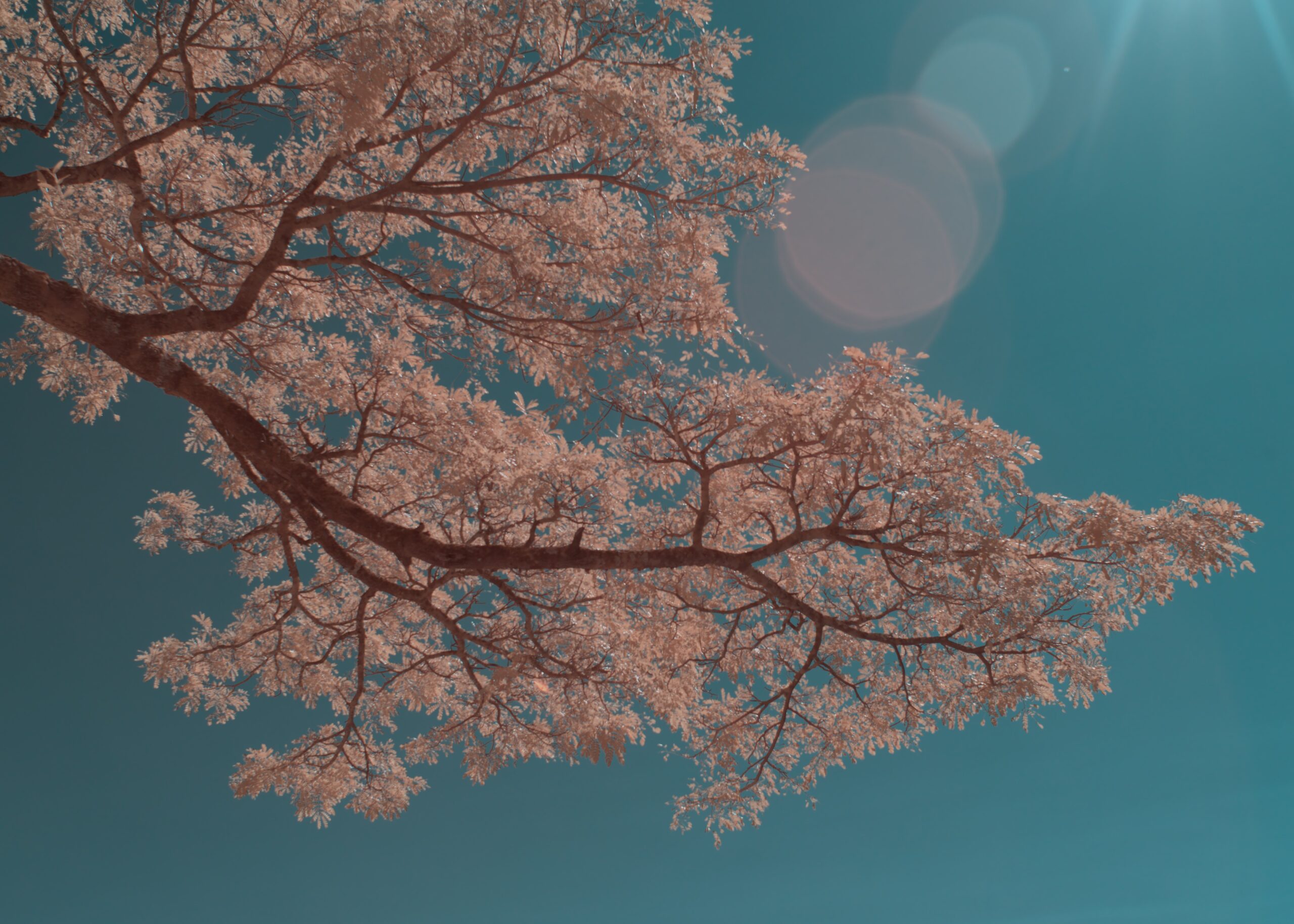 Infrared Wallpapers - Wallpaper Cave