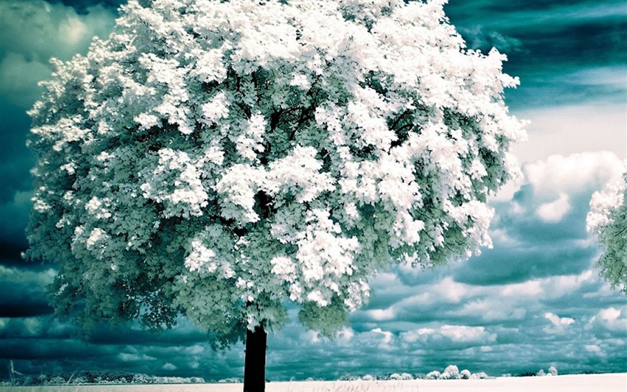 Infrared Wallpapers - Wallpaper Cave