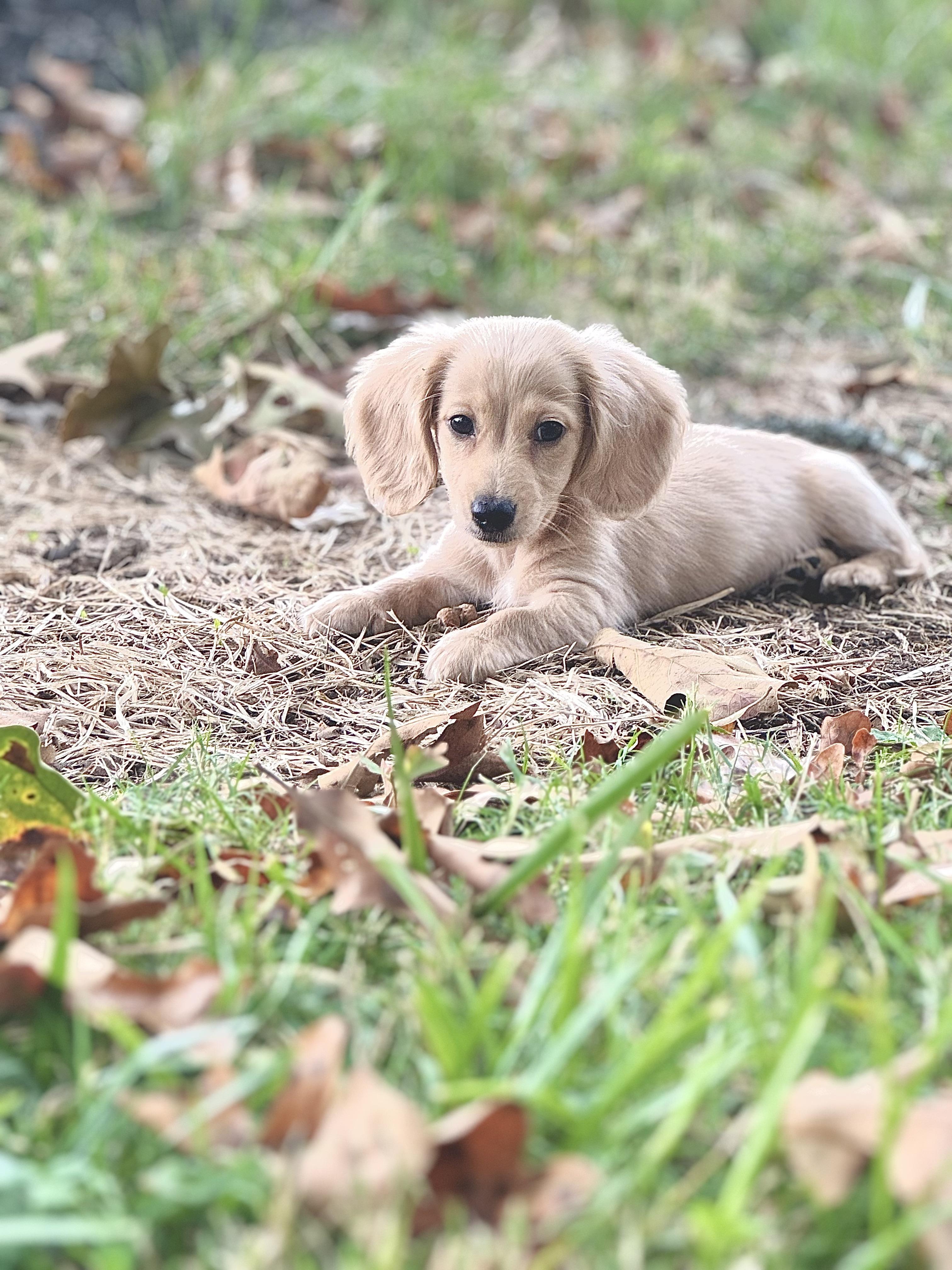 English Cream Dachshunds Wallpapers - Wallpaper Cave