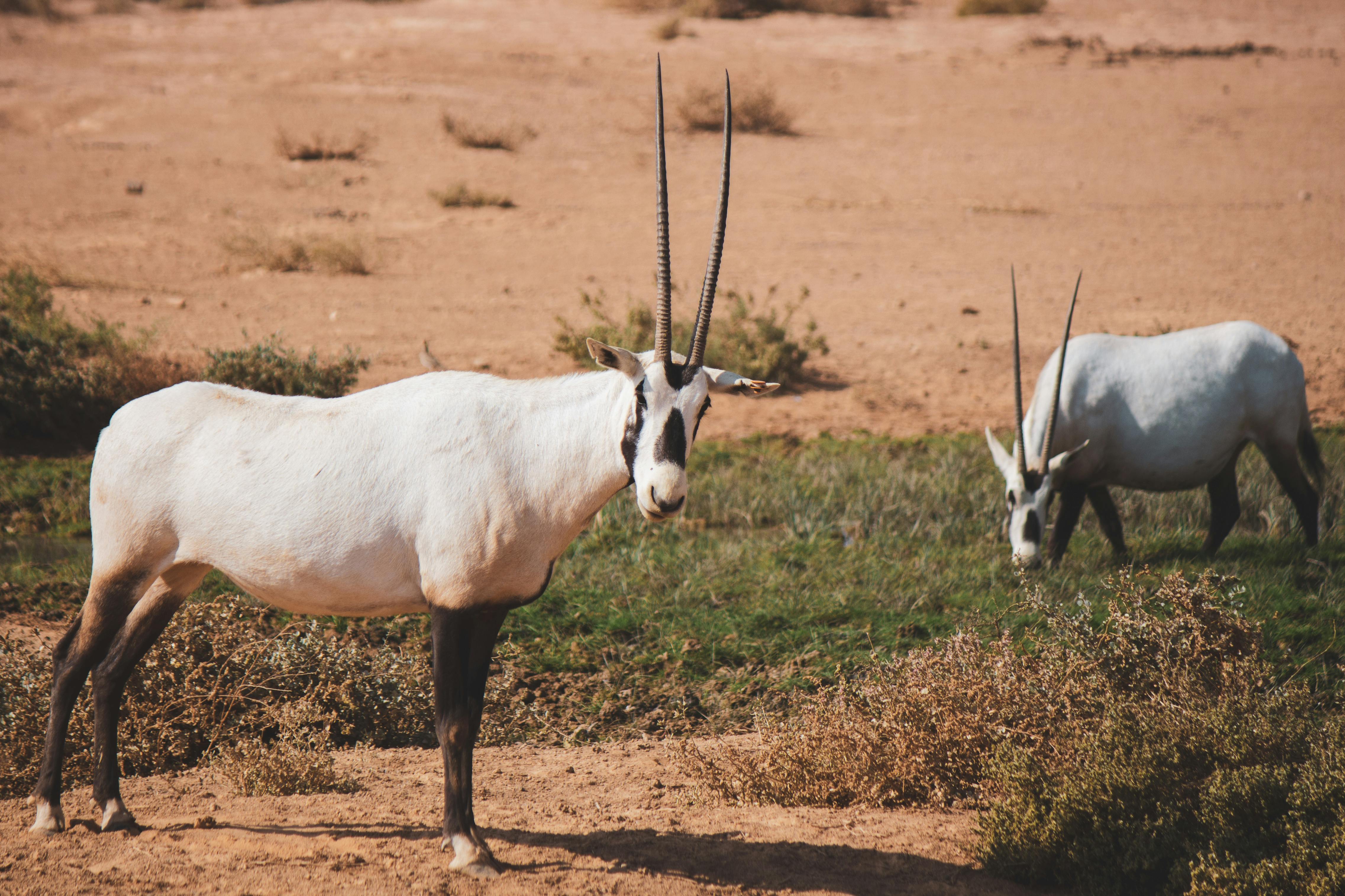 Arabian Oryx Wallpapers - Wallpaper Cave