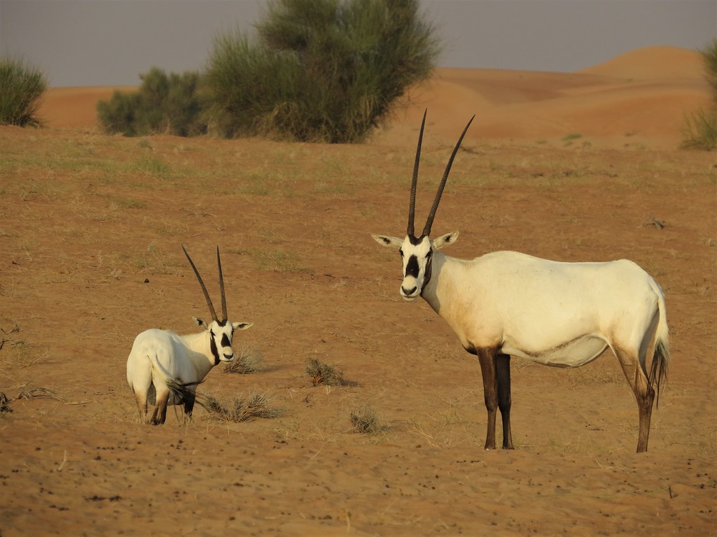 Arabian Oryx Wallpapers - Wallpaper Cave