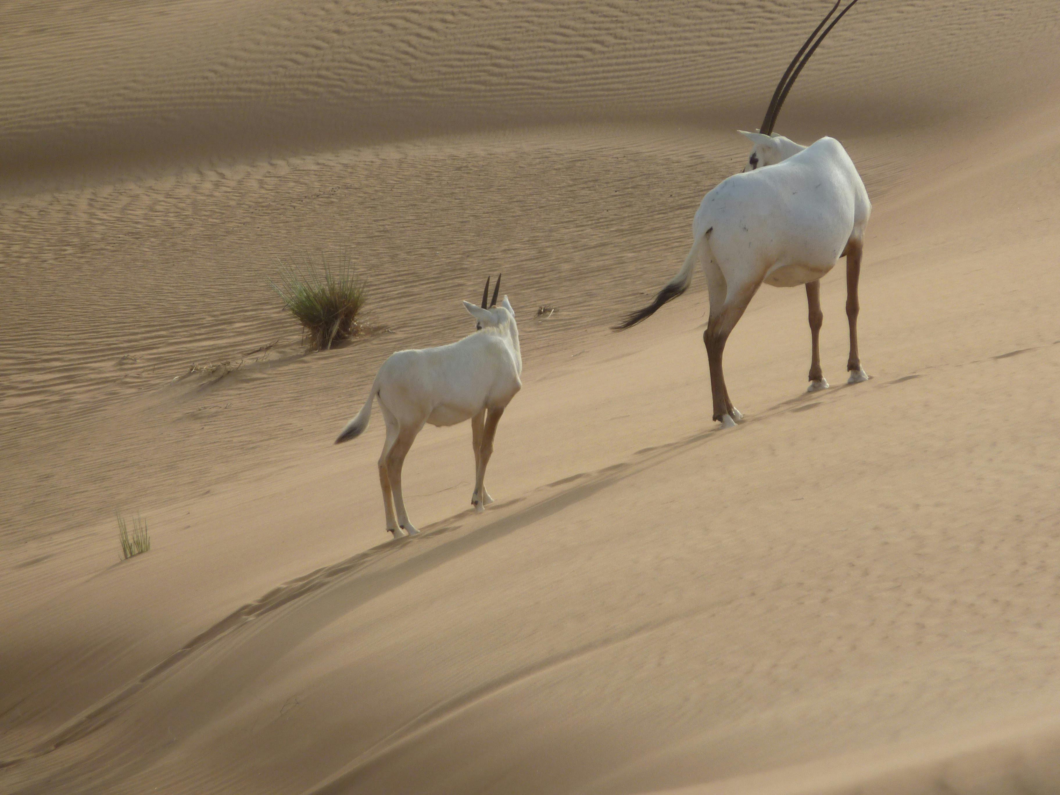 Arabian Oryx Wallpapers - Wallpaper Cave