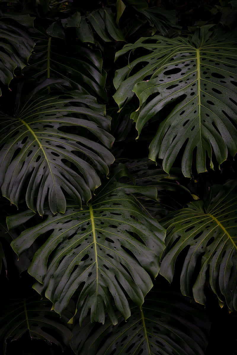Monstera Wallpapers - Wallpaper Cave