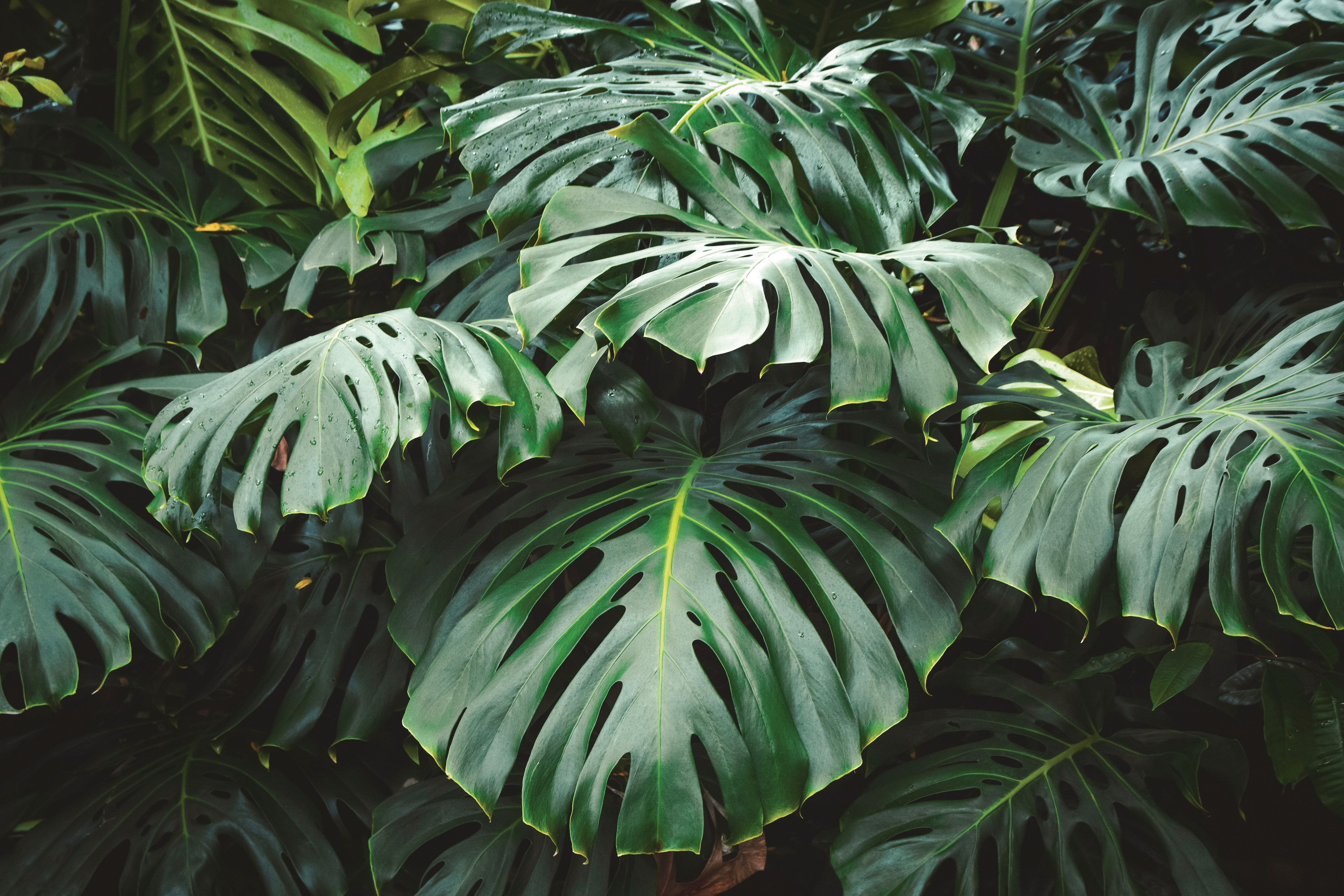 Monstera Wallpapers - Wallpaper Cave