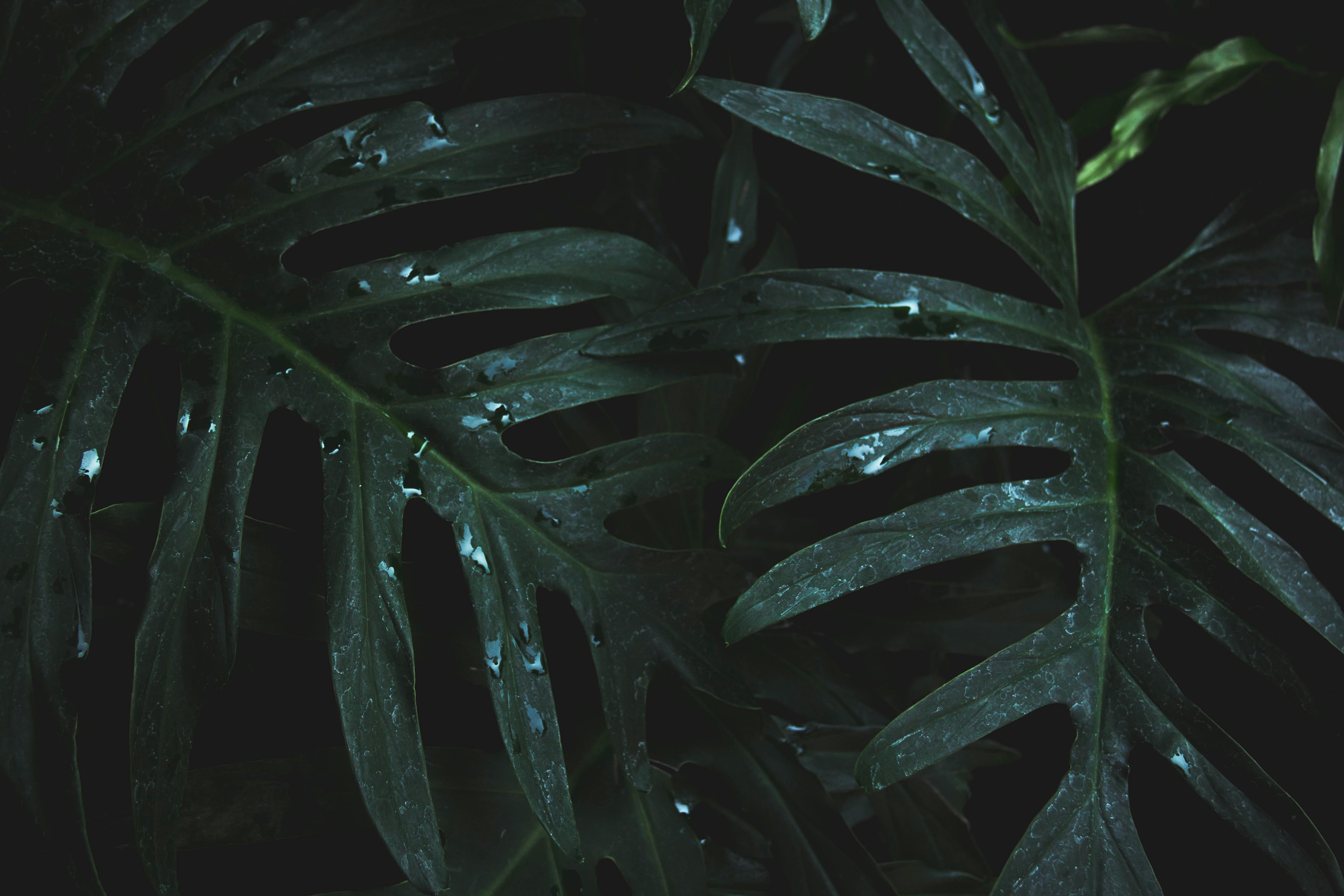 Monstera Wallpapers - Wallpaper Cave