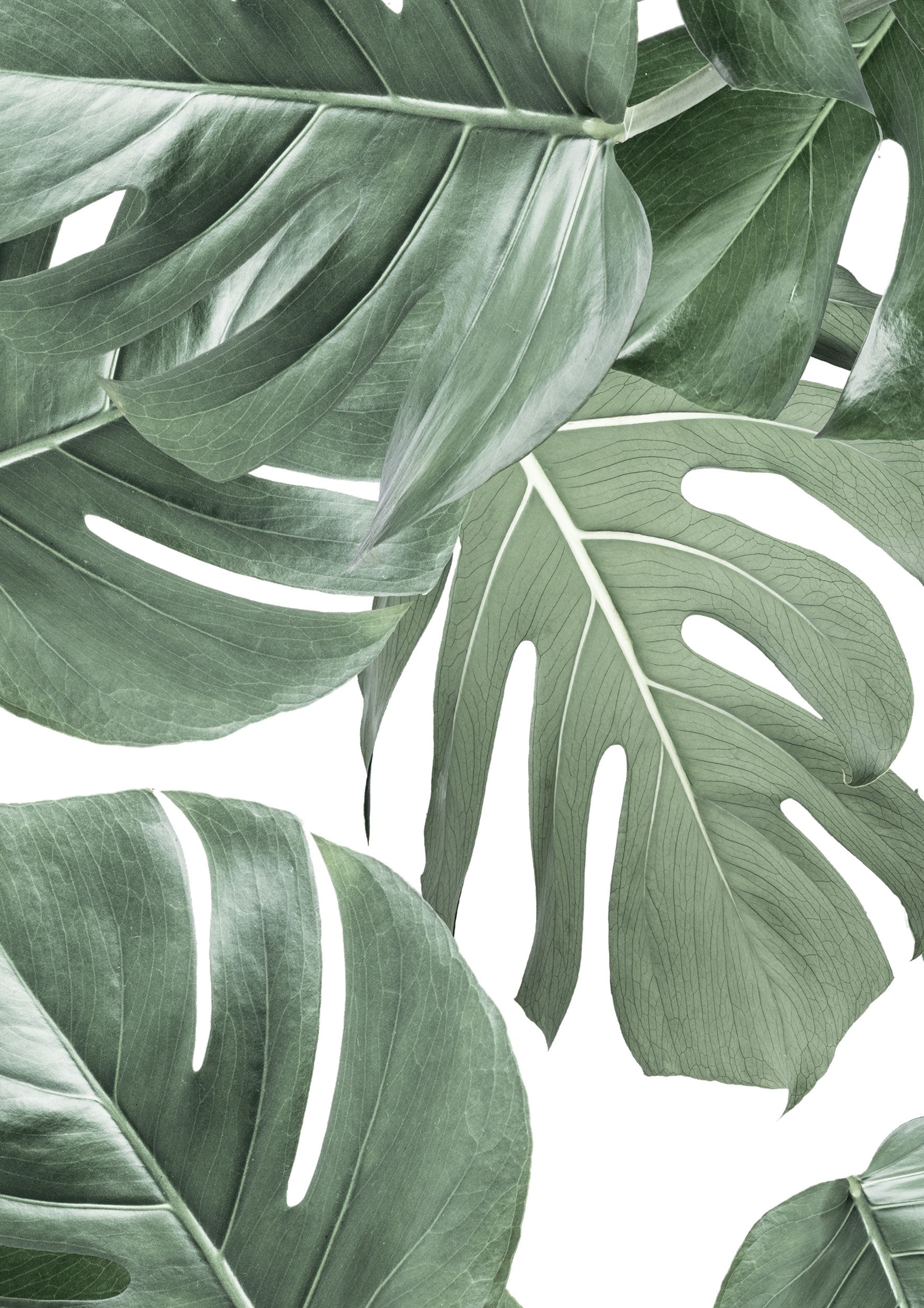 Monstera Wallpapers - Wallpaper Cave