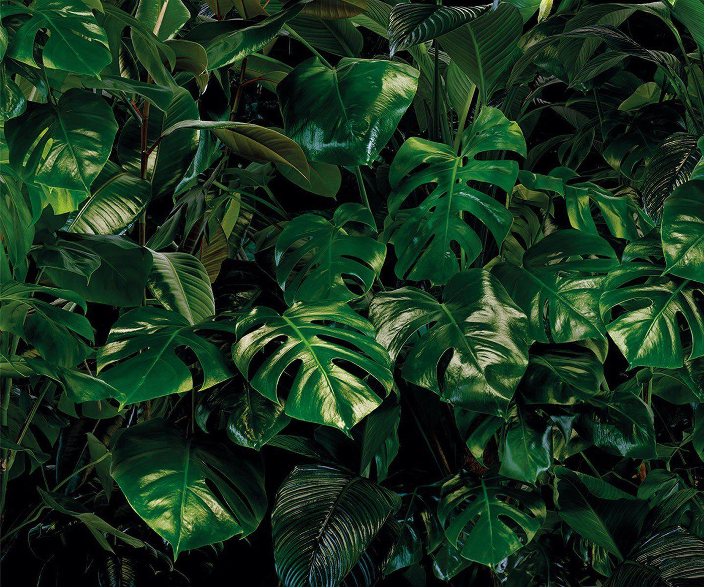 Monstera Wallpapers - Wallpaper Cave