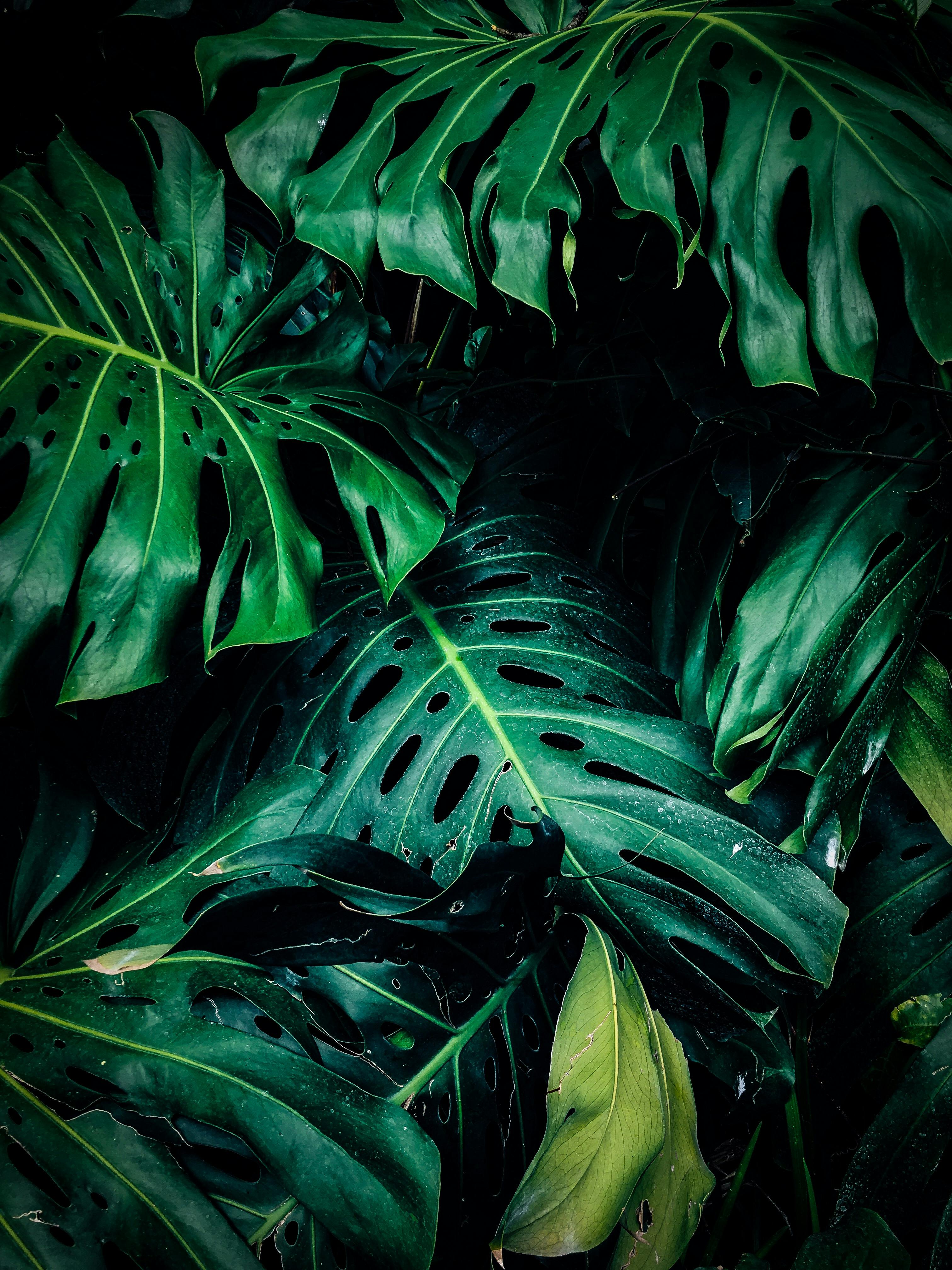 Monstera Wallpapers - Wallpaper Cave