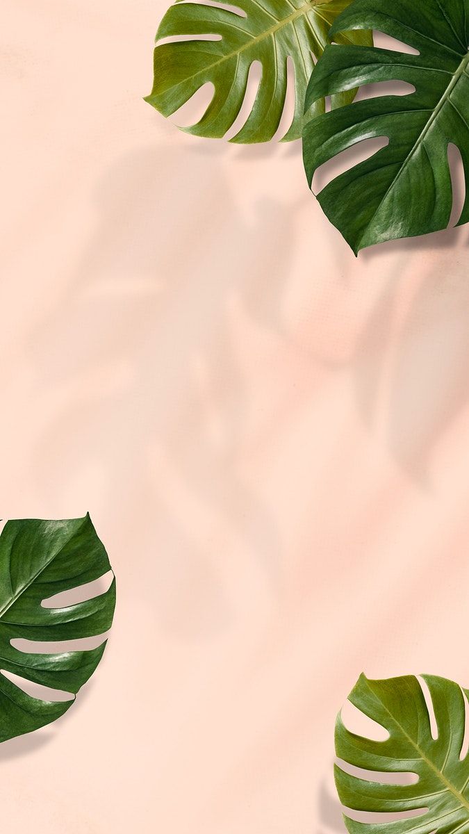 Monstera Wallpapers - Wallpaper Cave