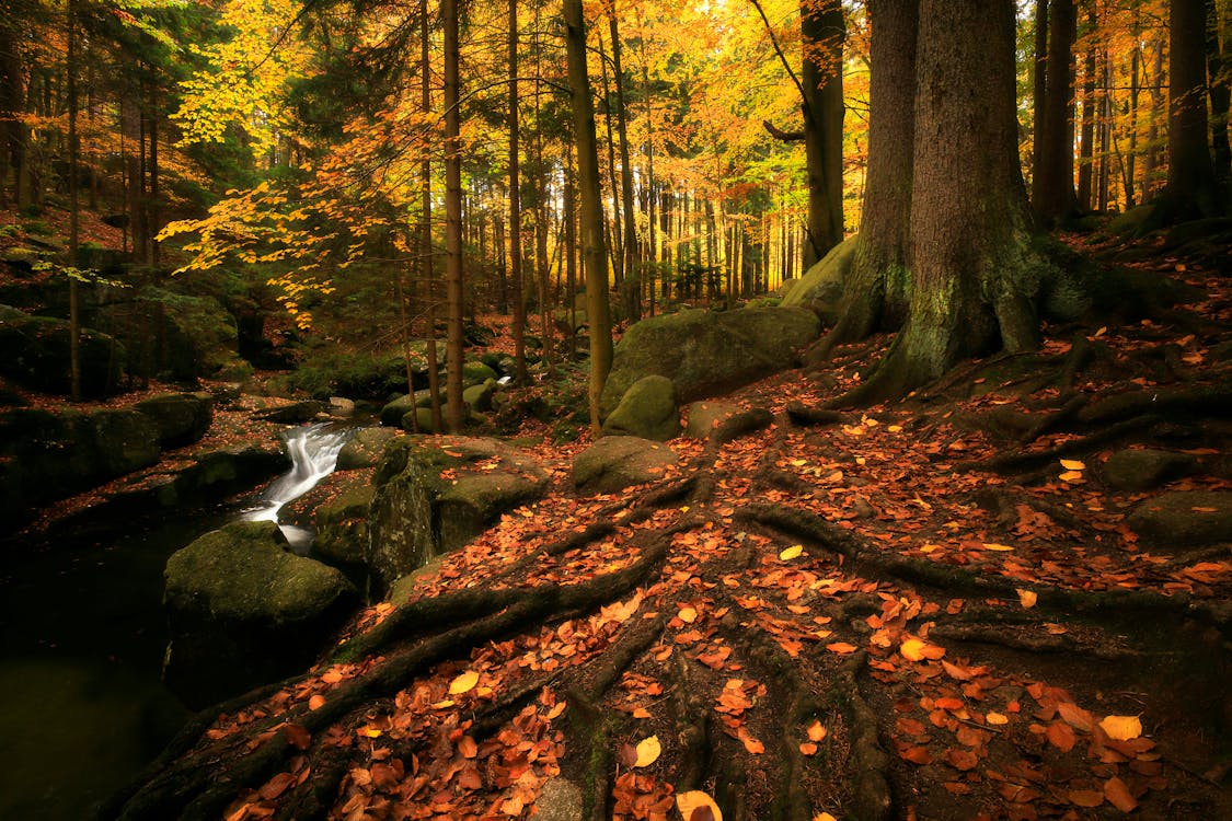 Tranquil Autumn Forest Wallpapers - Wallpaper Cave