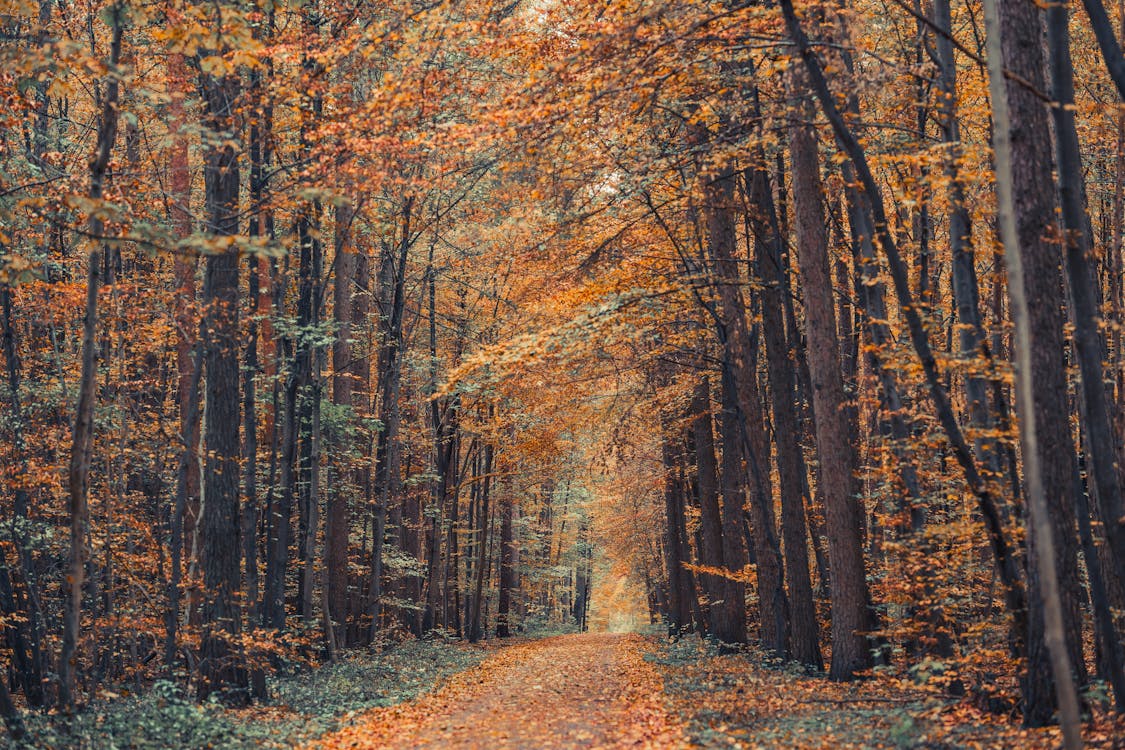 Tranquil Autumn Forest Wallpapers - Wallpaper Cave