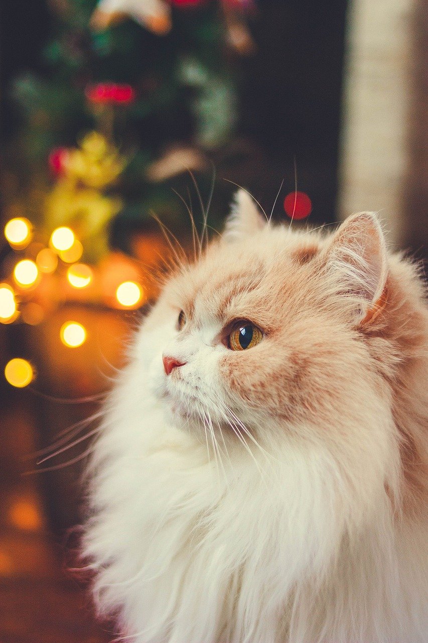 Cat Christmas Tree Wallpapers - Wallpaper Cave