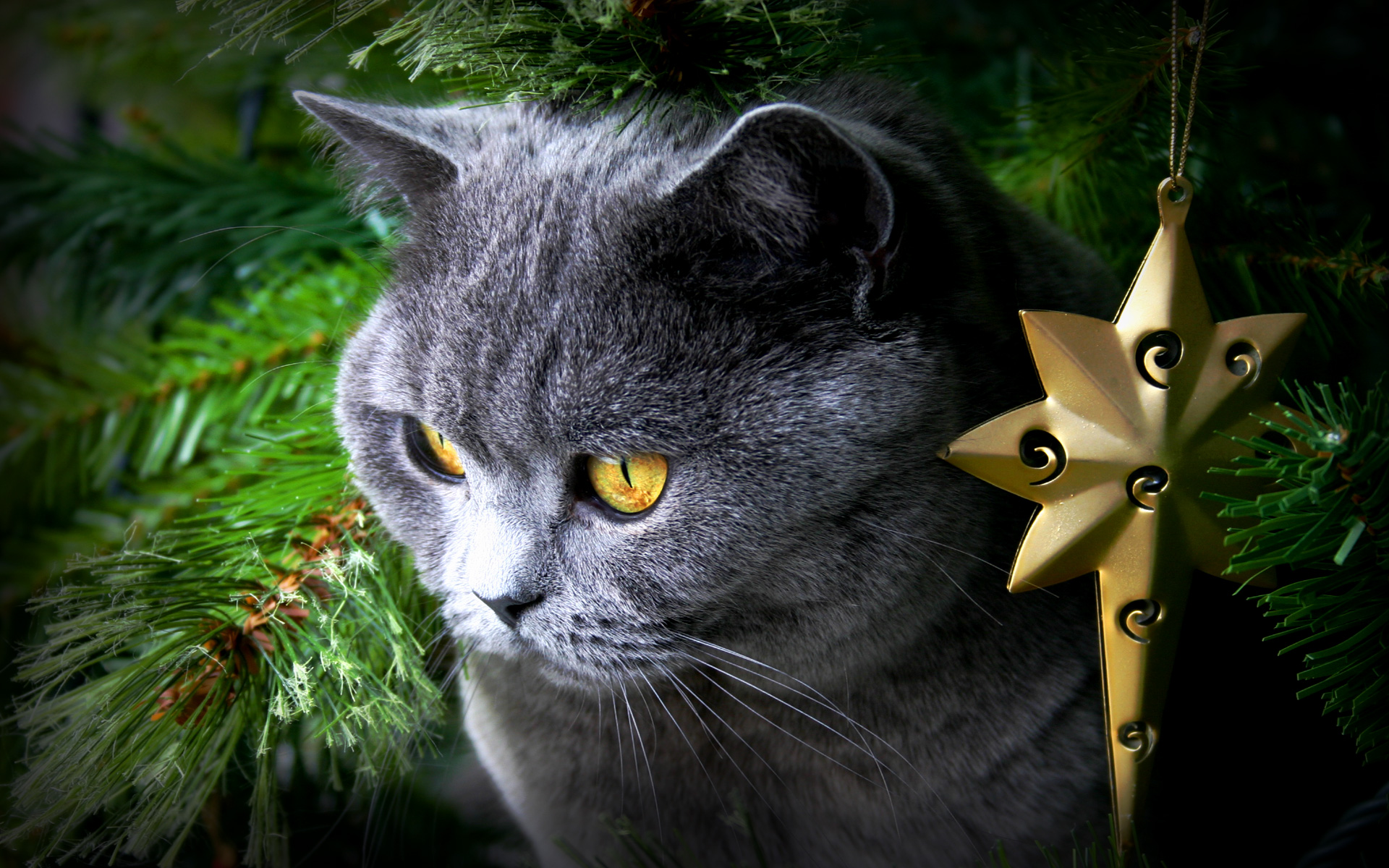 Cat Christmas Tree Wallpapers - Wallpaper Cave