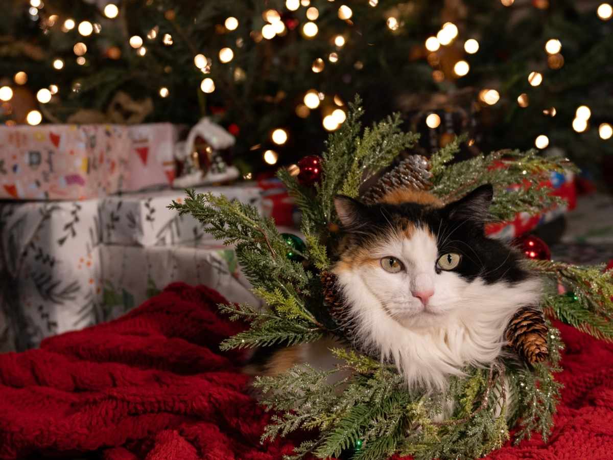Cat Christmas Tree Wallpapers - Wallpaper Cave