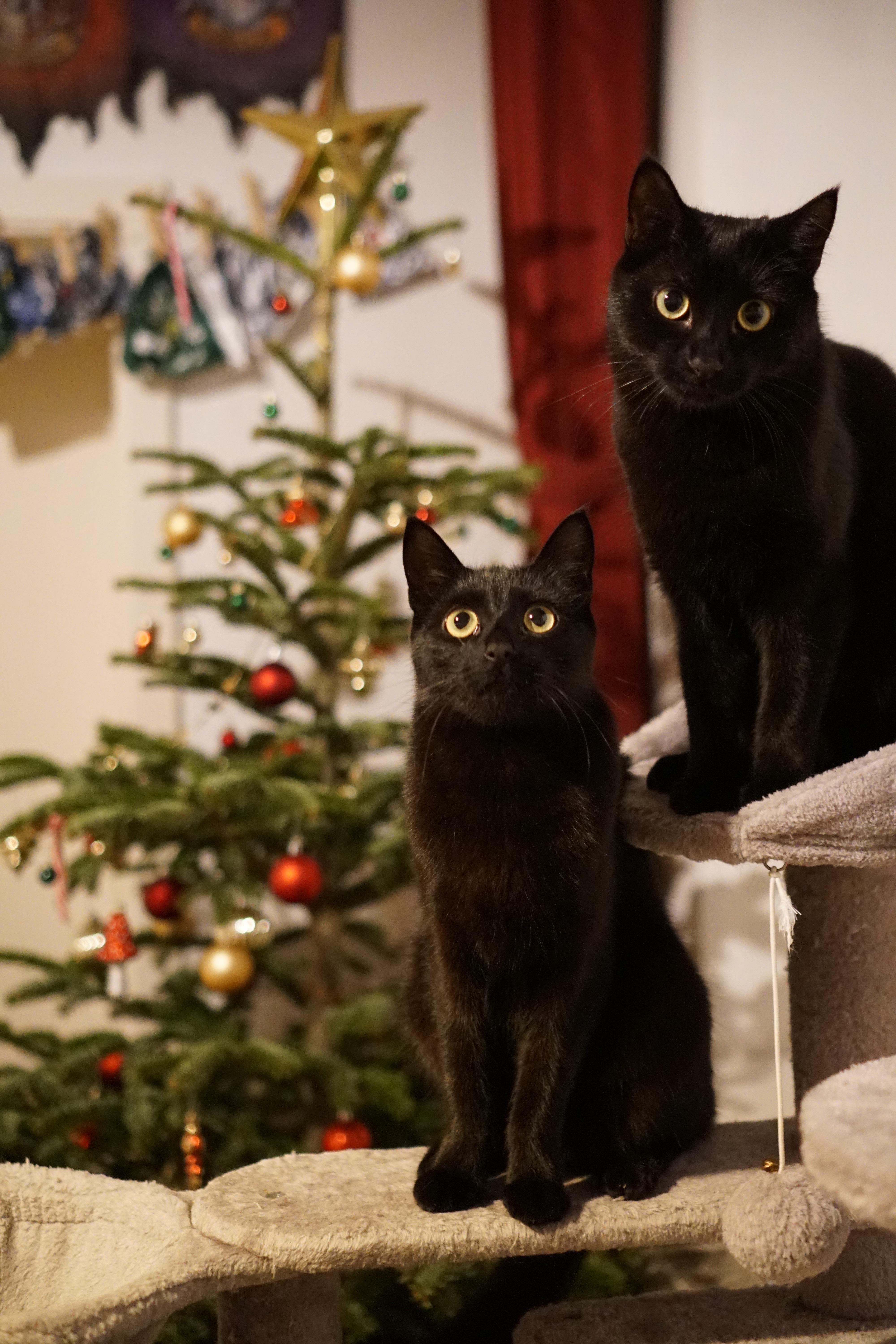 Cat Christmas Tree Wallpapers - Wallpaper Cave