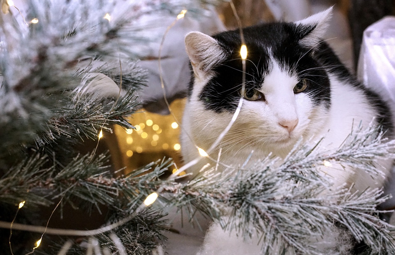 Cat Christmas Tree Wallpapers - Wallpaper Cave