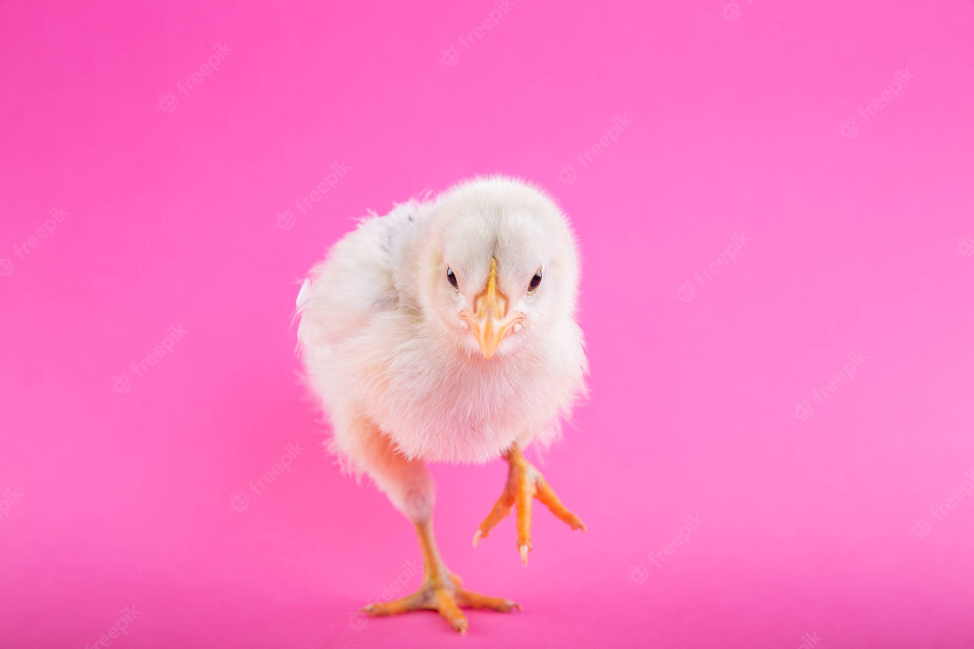 Preppy Chicken Wallpapers - Wallpaper Cave