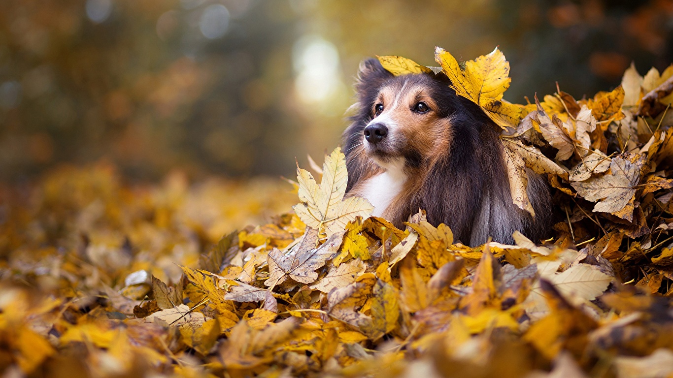 Pets Autumn Wallpapers - Wallpaper Cave