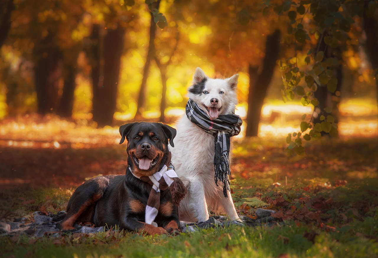 Pets Autumn Wallpapers - Wallpaper Cave