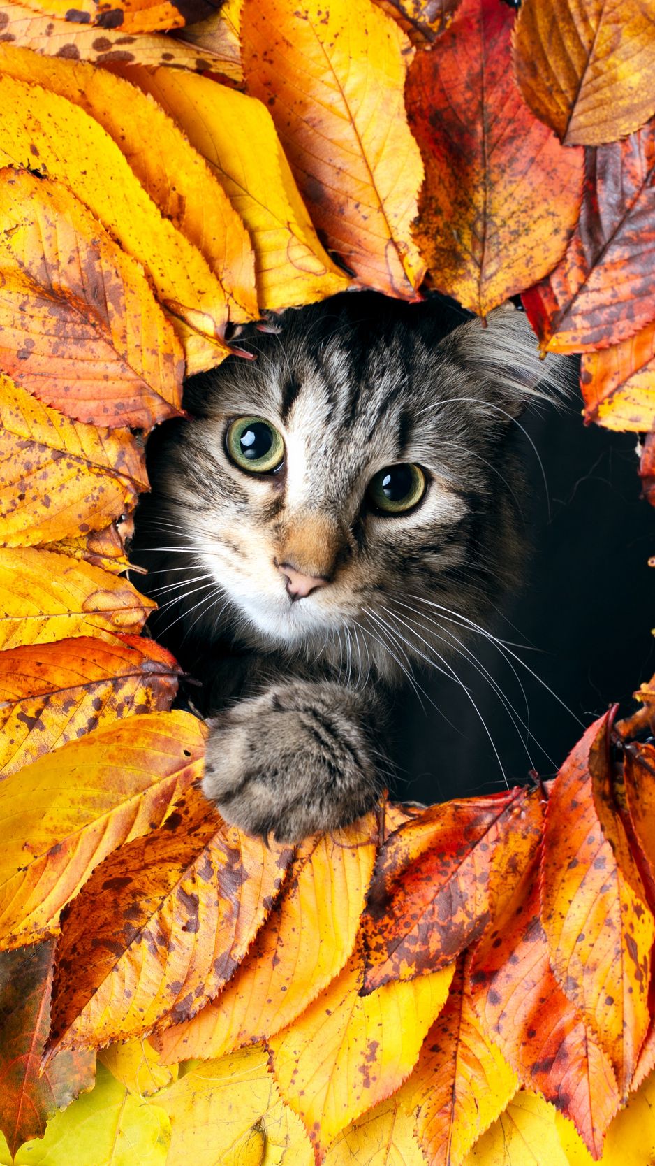 Pets Autumn Wallpapers - Wallpaper Cave