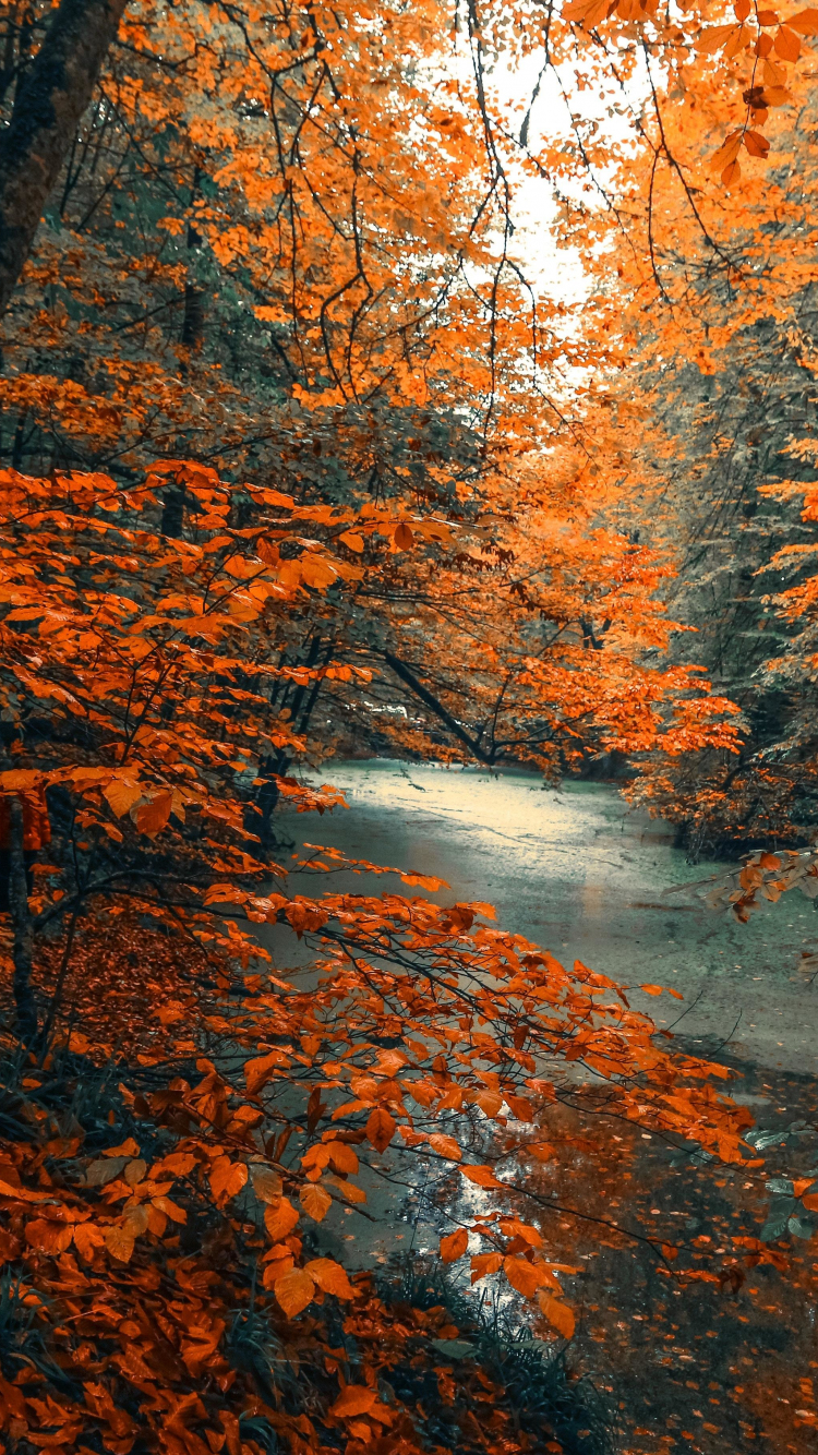 iPhone Forest Autumn Wallpapers - Wallpaper Cave