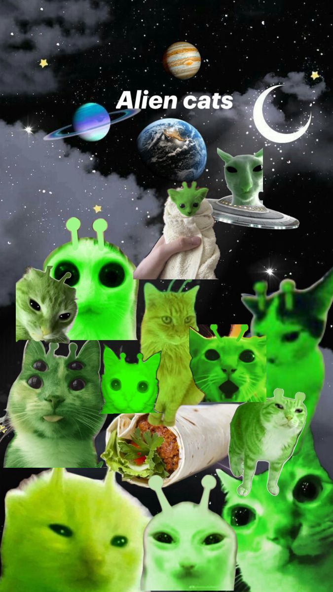 Alien Cat Wallpapers - Wallpaper Cave