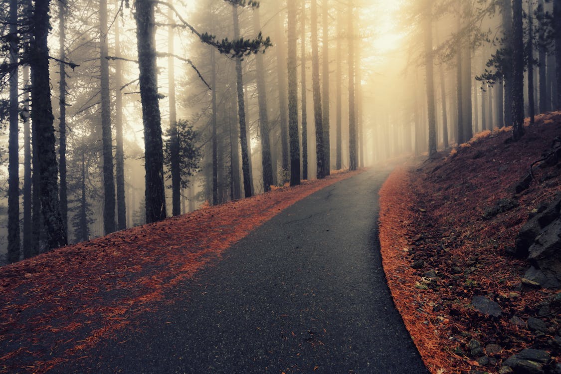 Foggy Autumn Road Wallpapers - Wallpaper Cave
