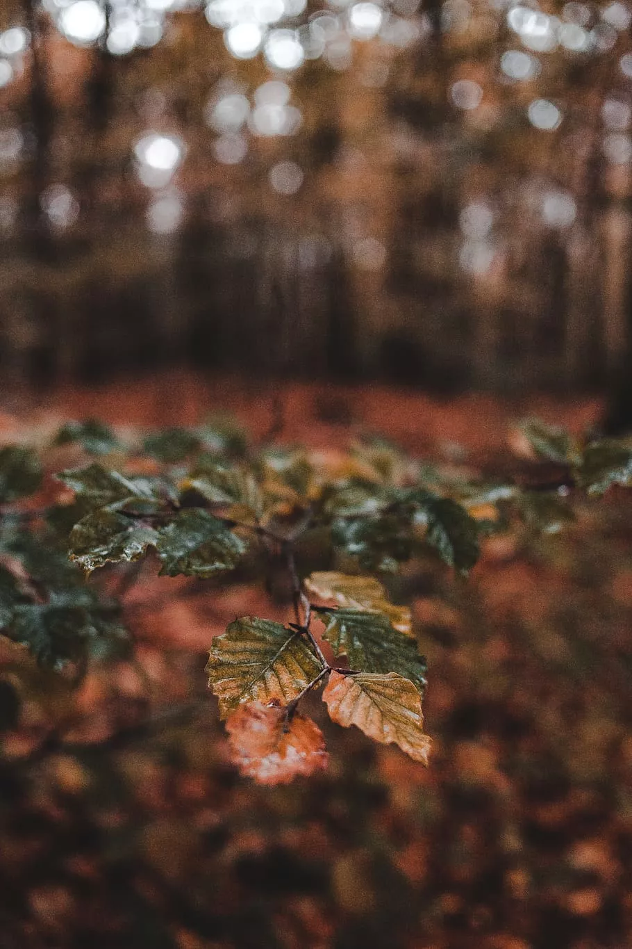 Moody Autumn iPhone Wallpapers - Wallpaper Cave