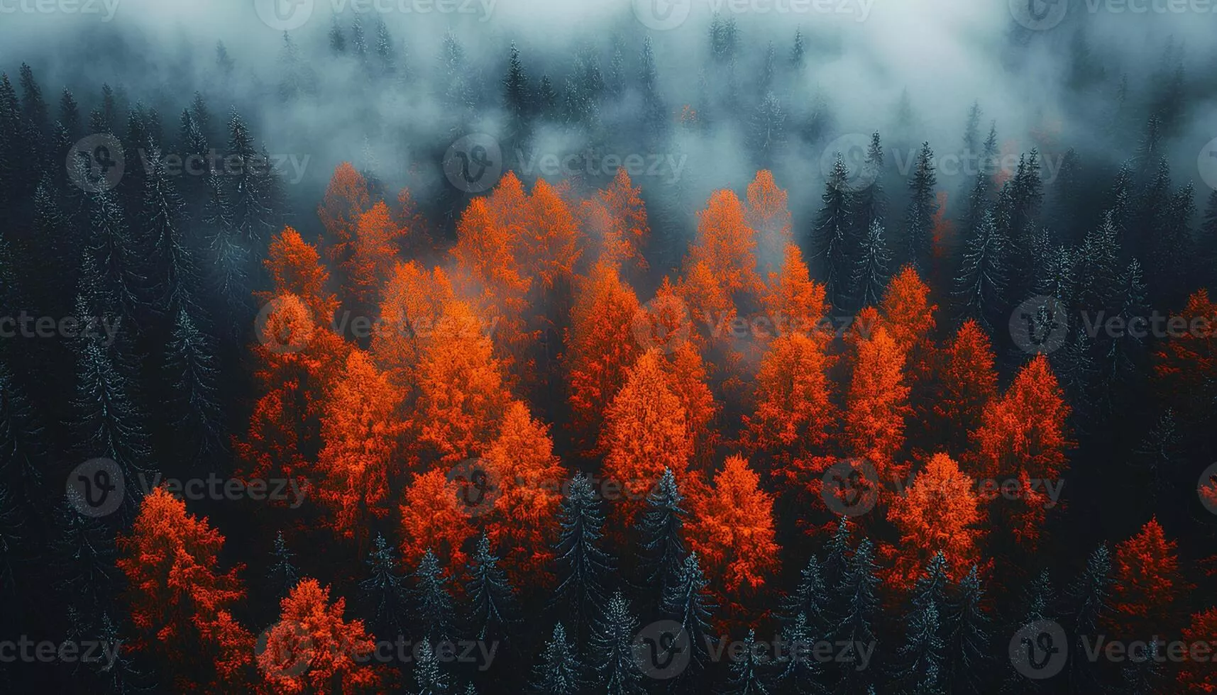 Pine Forest Autumn Wallpapers - Wallpaper Cave